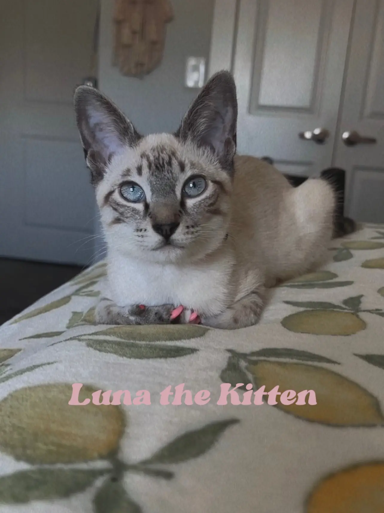 Meet Luna the Kitten!! | Gallery posted by Kadence MaKenna | Lemon8