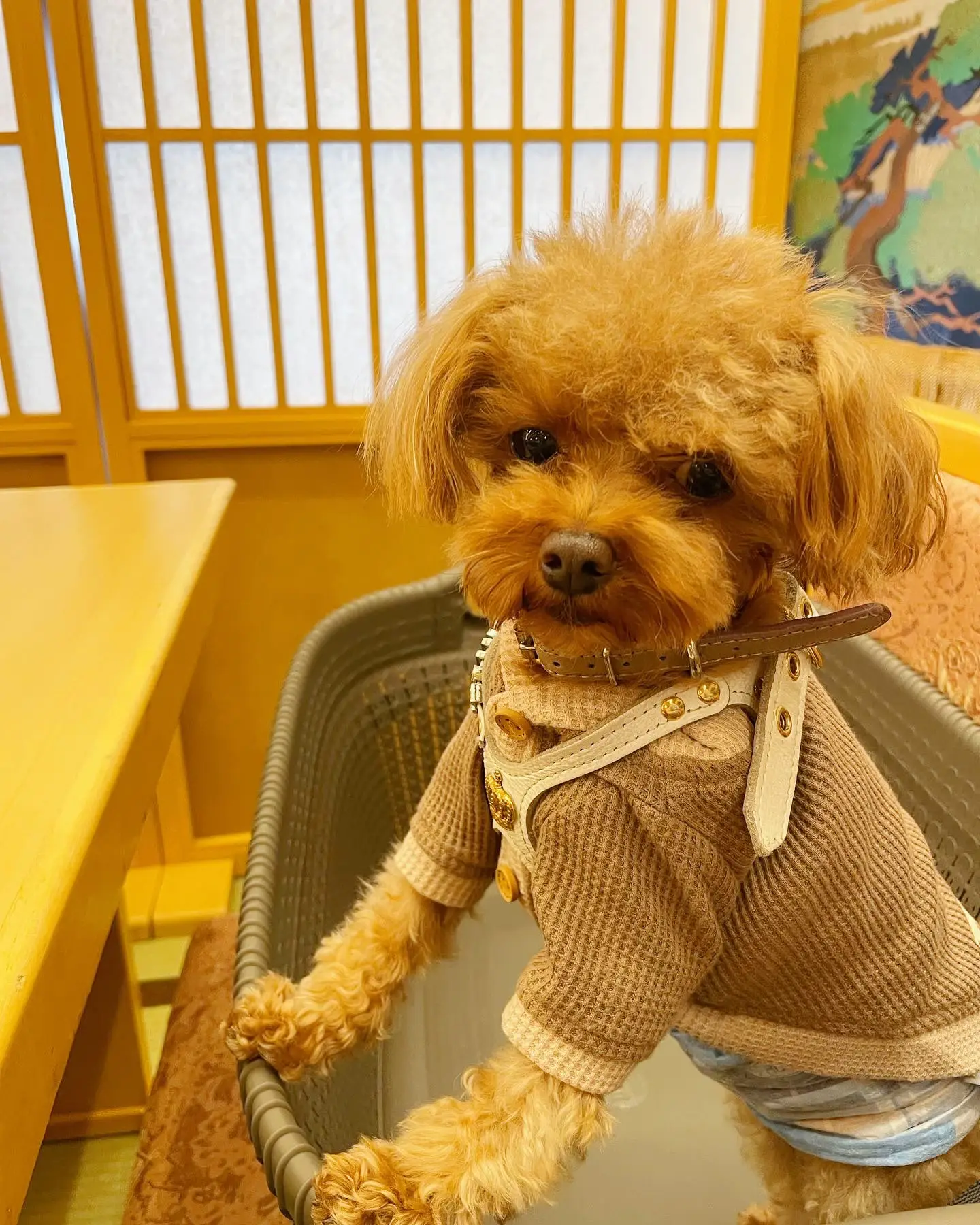 ワンコと一緒に片山津温泉へ♨️ | JYが投稿したフォトブック | Lemon8