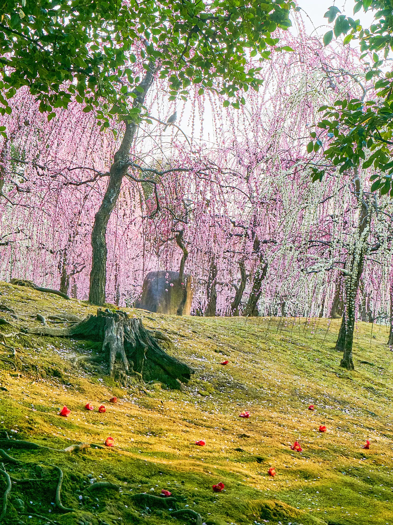 Kansai Plum Famous Place 】 Weeping Plum and Falling Camellia (Kyoto ...