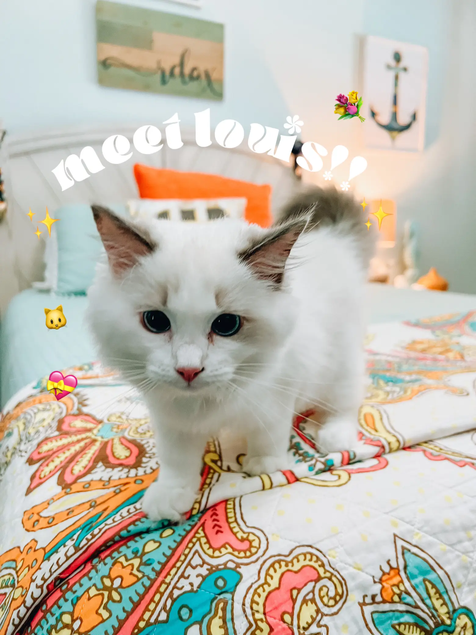 meet louis! my 1 year old ragdoll kitten! 🥹🫶 💌💐🪩 | Gallery posted by bellarosekraft | Lemon8