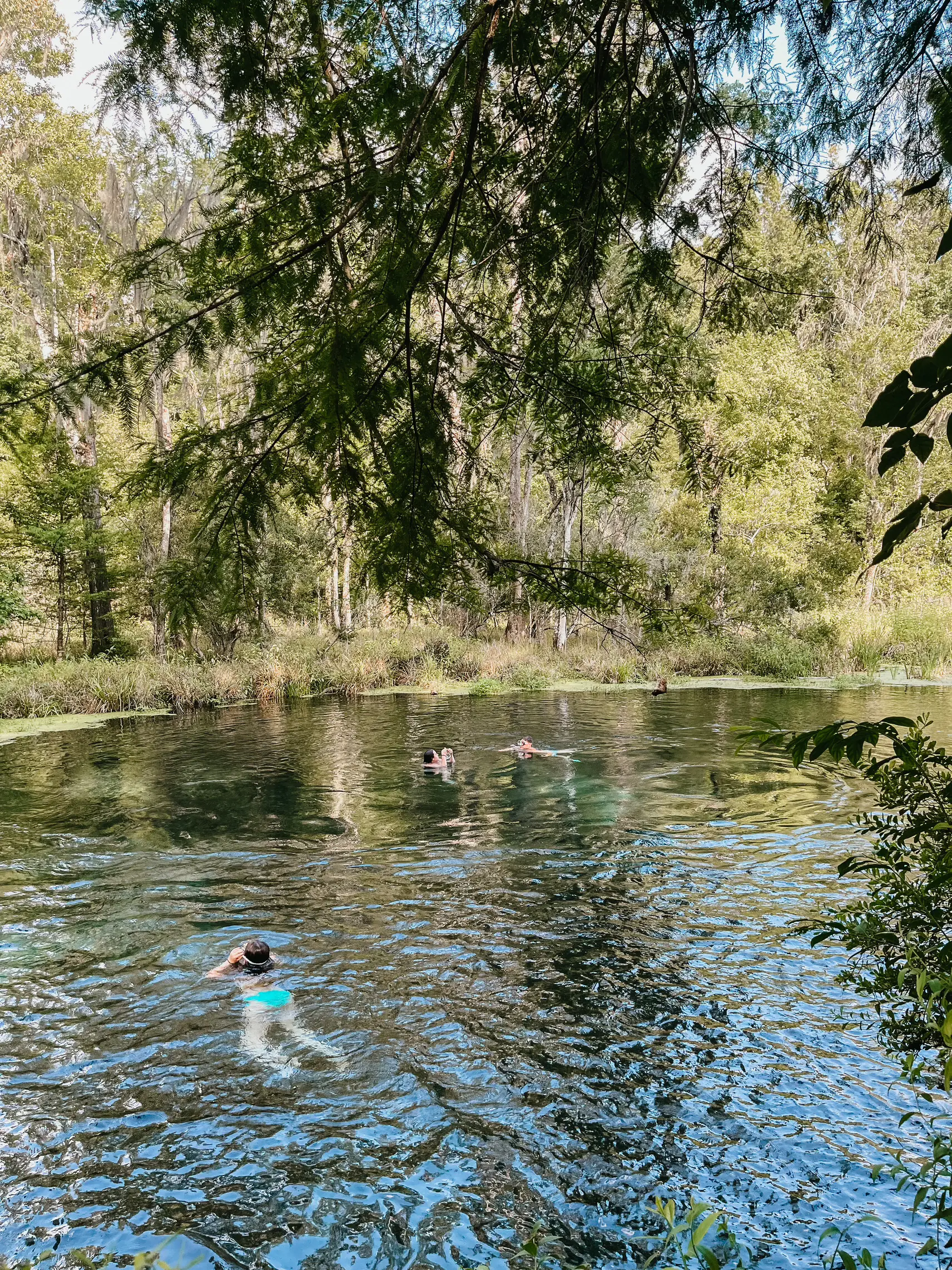 Florida’s spring-fed rivers are another world! | Gallery posted by ...