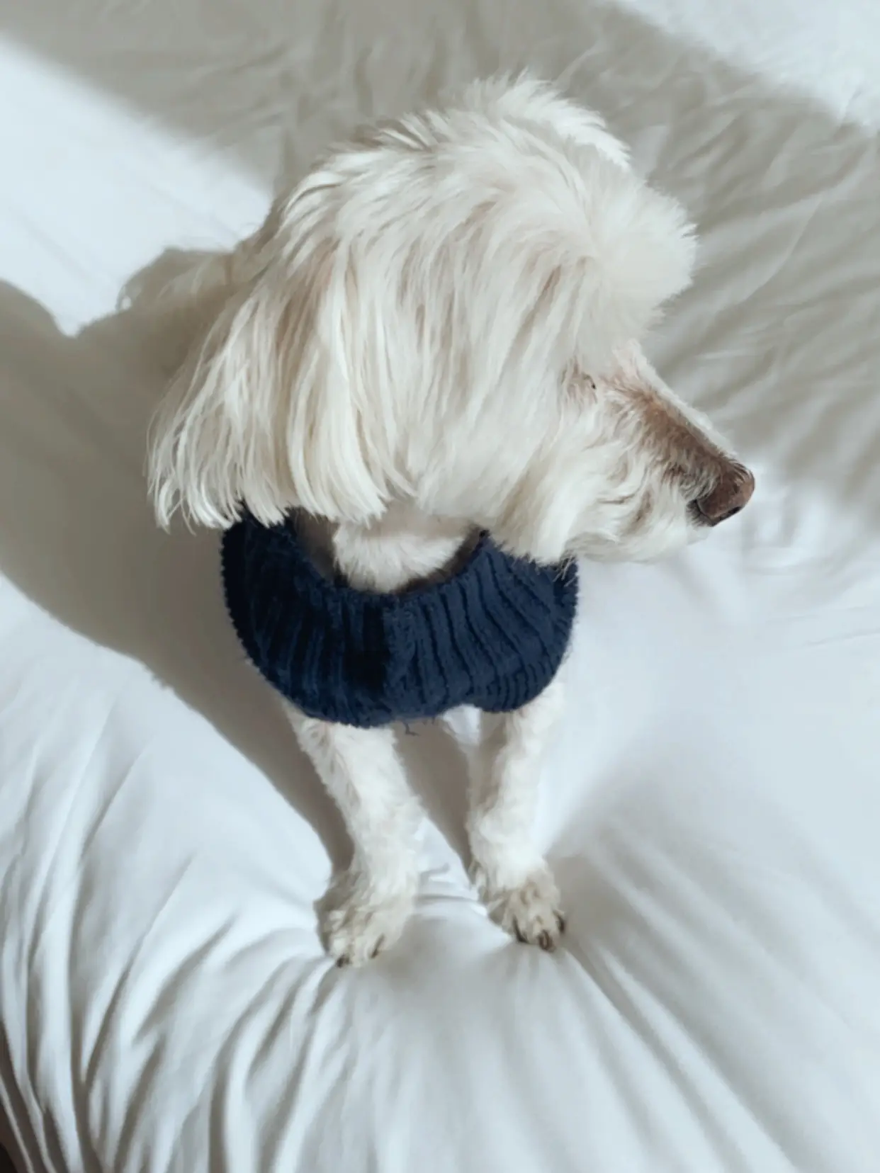 Random Cute Stuff | แกลเลอรีที่โพสต์โดย MyHomeHaven | Lemon8