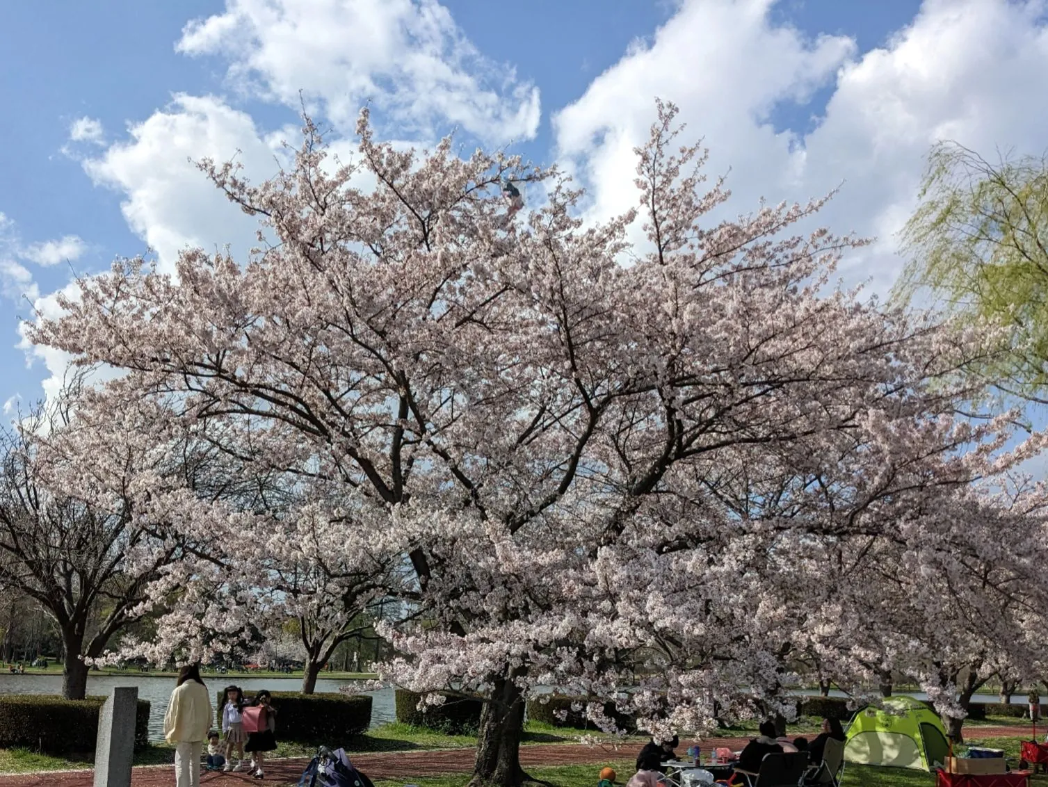 [Misato Park] Cherry blossoms are in full bloom🌸 | Gallery posted by いなばえび | Lemon8