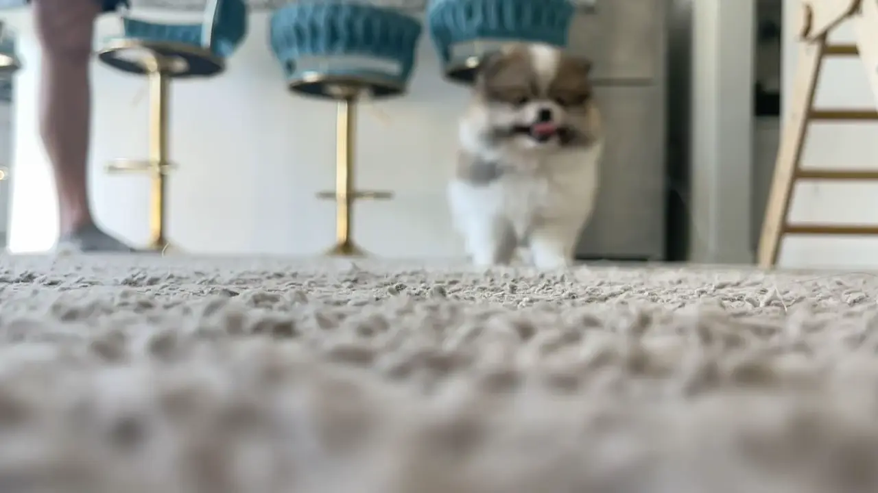 Struttin his stuff 😏 | Video published by DesignerDogSCTY | Lemon8