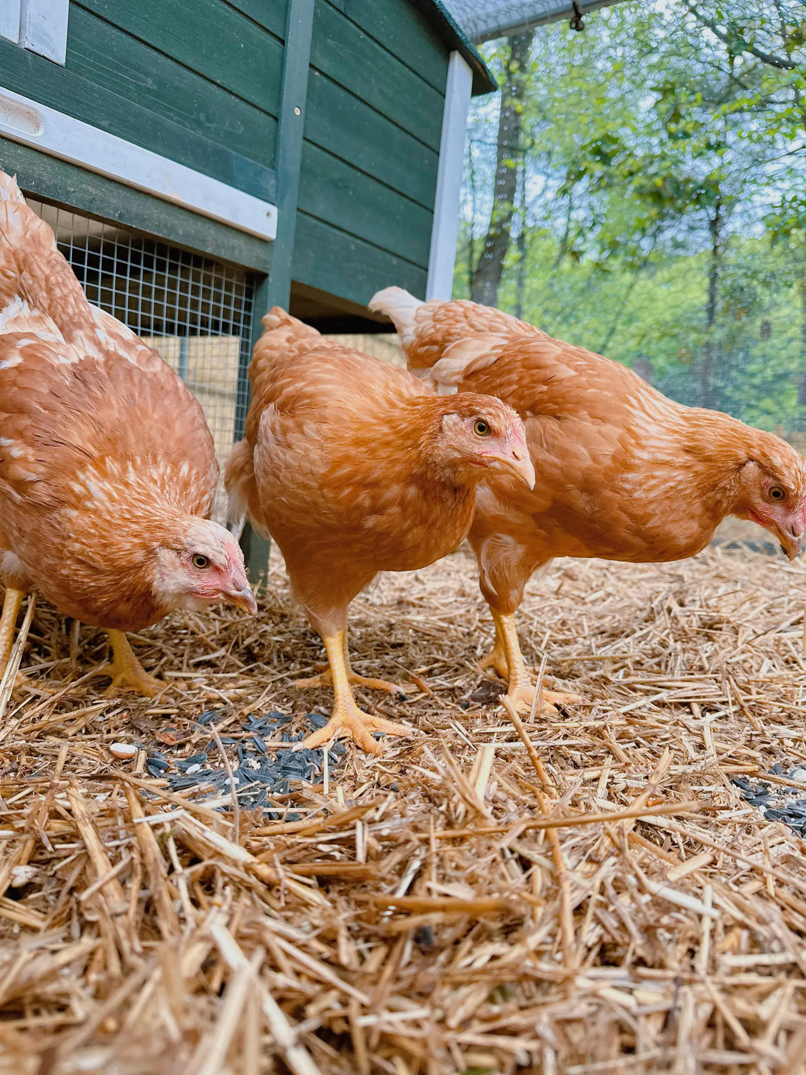 I’m obsessed with them. 🐥 | Gallery posted by Rachel Cheyenne | Lemon8