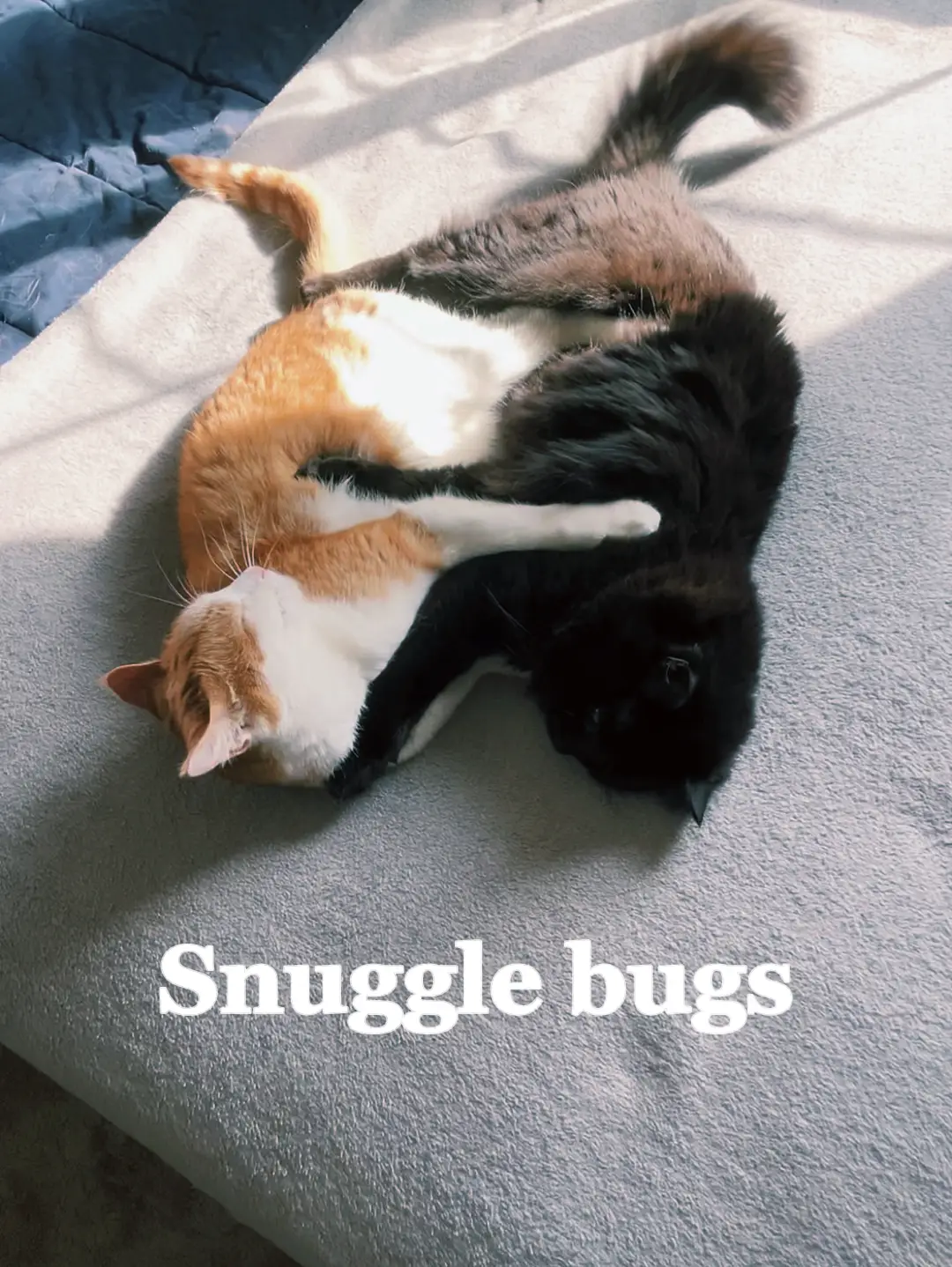 🐈 my sweet boys 🐈‍⬛ | Video published by kas | Lemon8