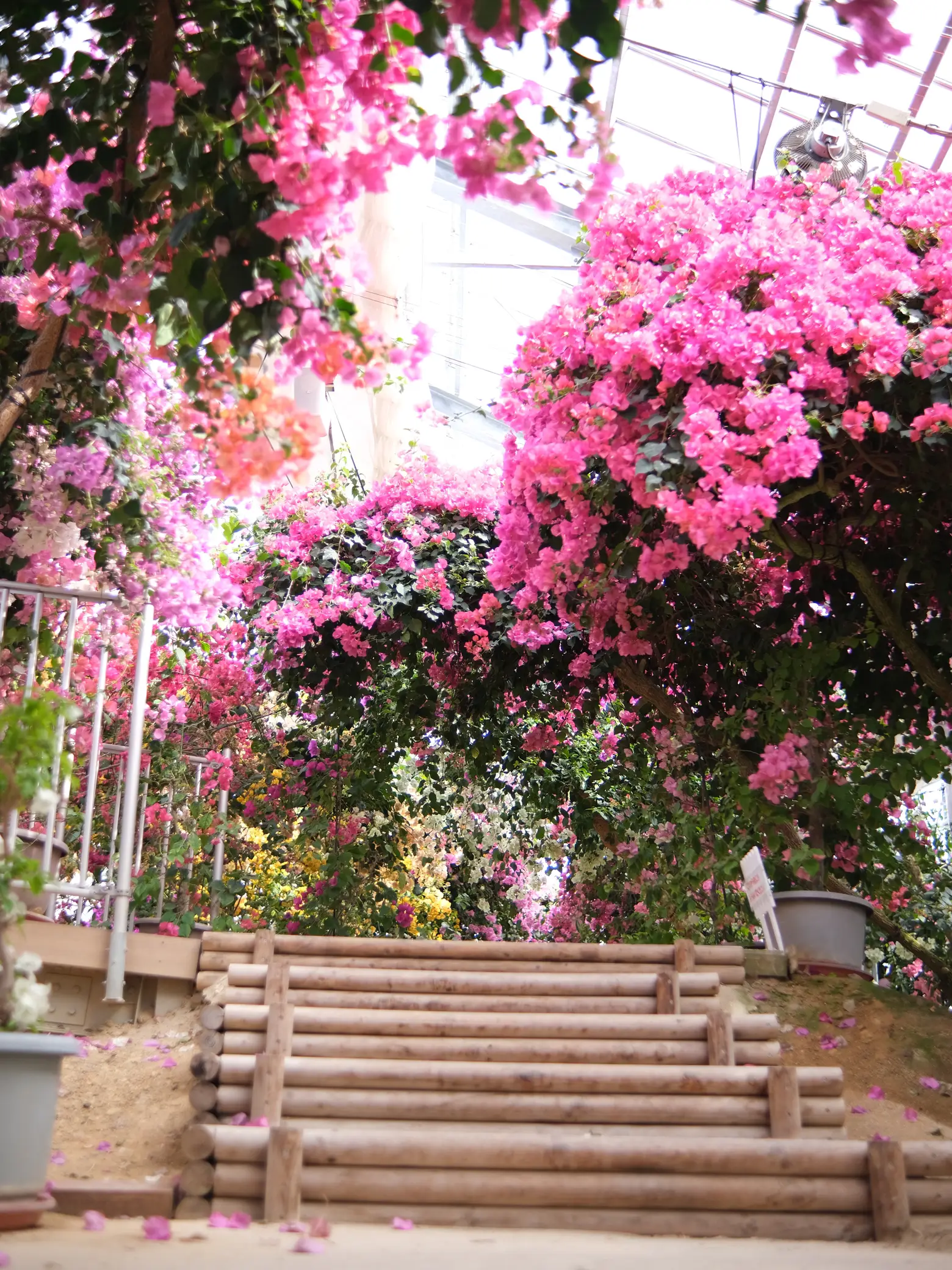 บ้าน Bugen Ureshino กับ Totoro | แกลเลอรีที่โพสต์โดย kousoukurai | Lemon8