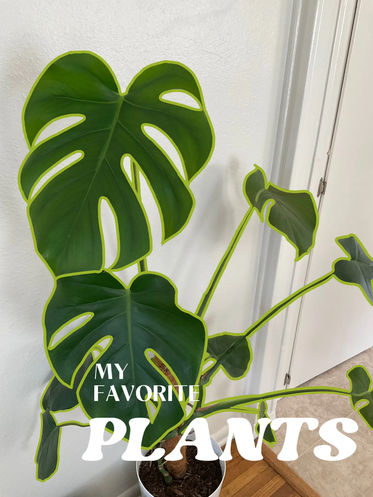 My favorite plants 🪴 | Gallery posted by Hope | Lemon8