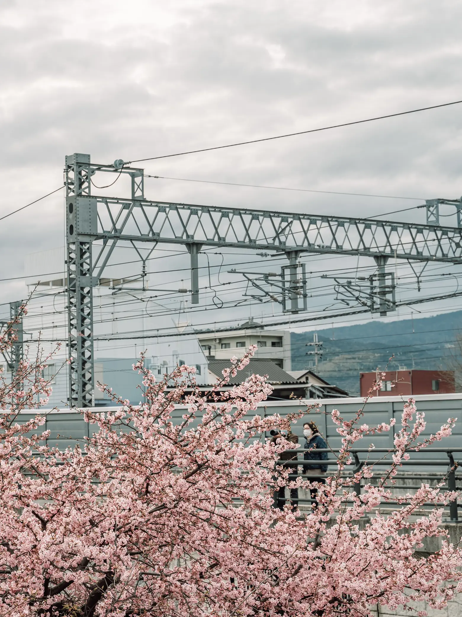 Kyoto, Yodokawazu Cherry | Gallery posted by chosukyo | Lemon8