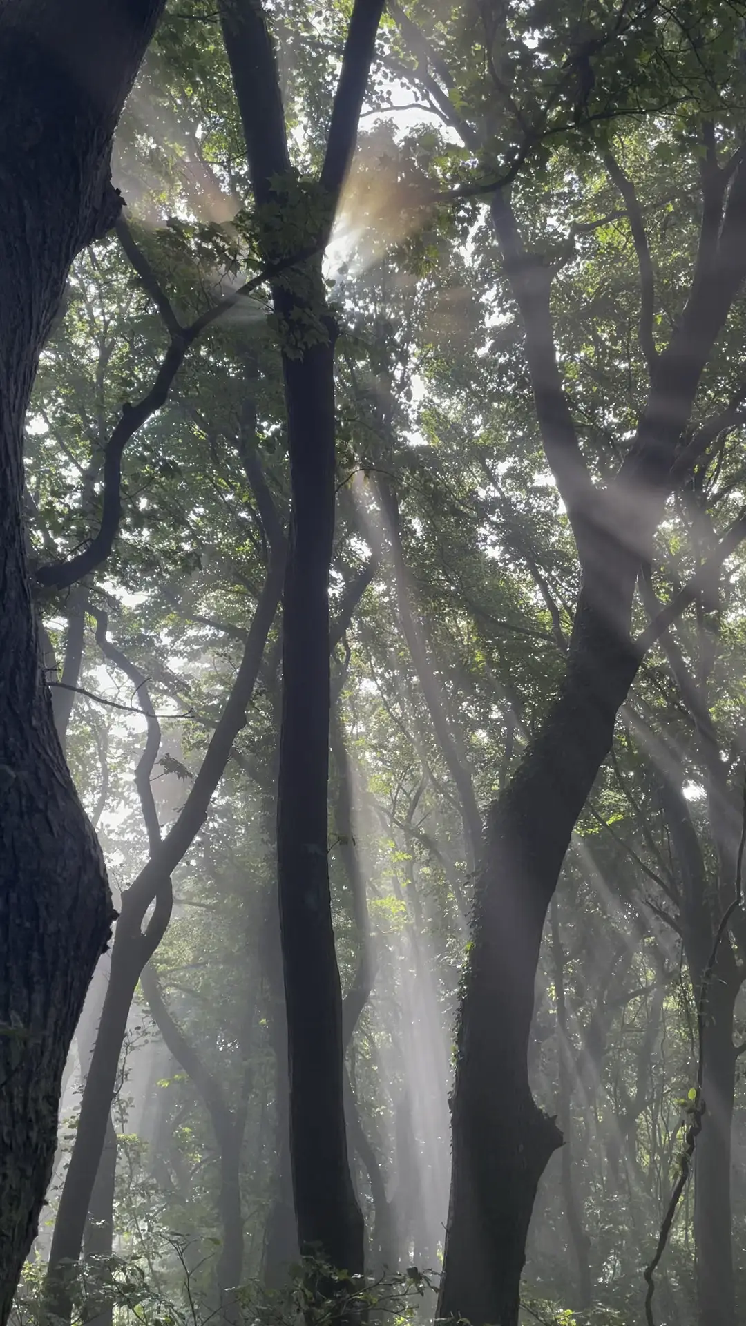 青森県夏浜半島大島 | Yokoの投稿動画 | Lemon8