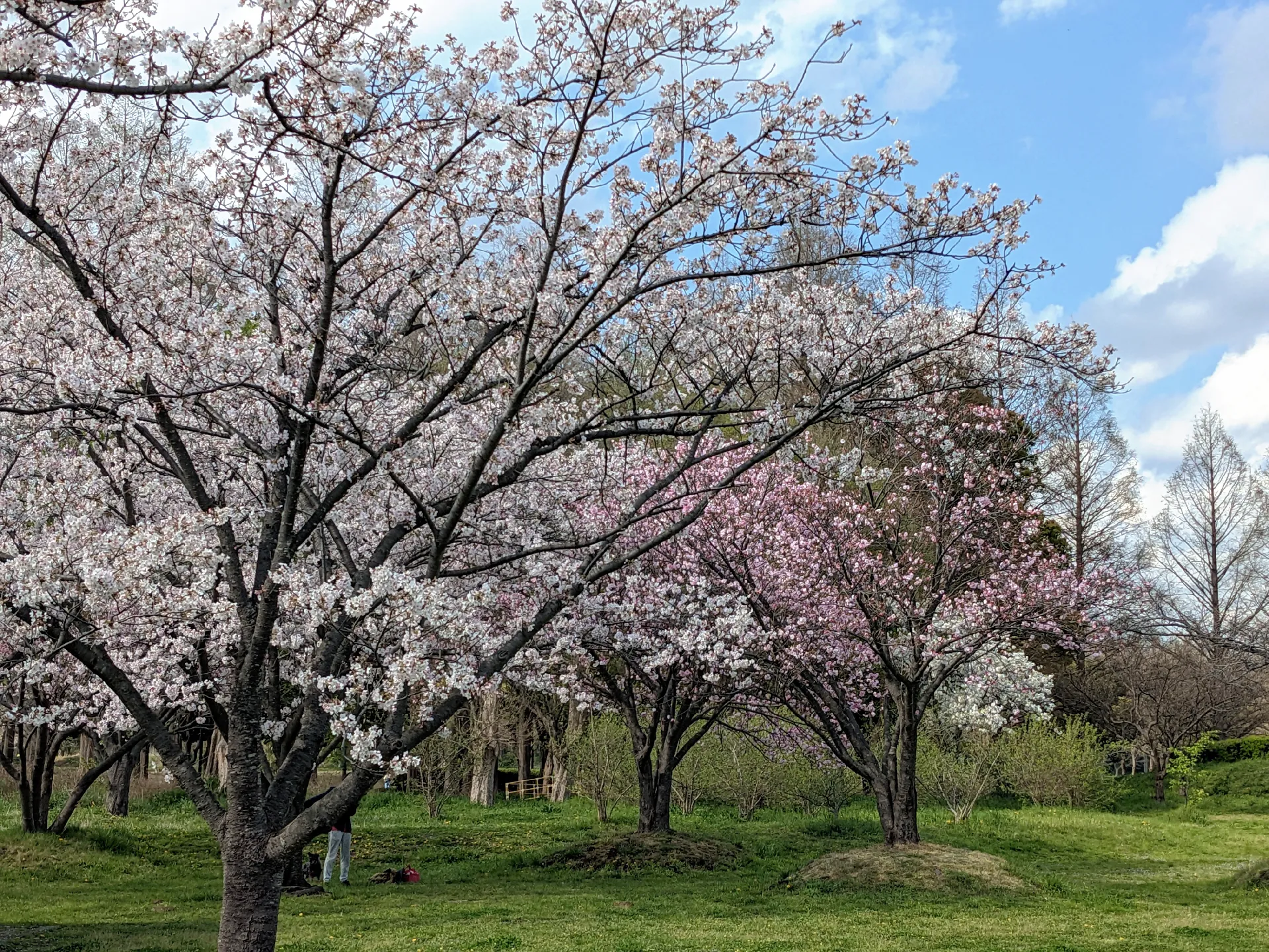 [Misato Park] Cherry blossoms are in full bloom🌸 | Gallery posted by いなばえび | Lemon8