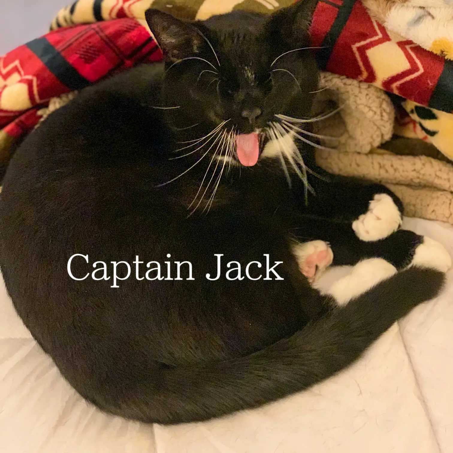 Get to know me! Hi! I’m Carissa, new to Lemon8 :) | Gallery posted by Rissi_28 | Lemon8