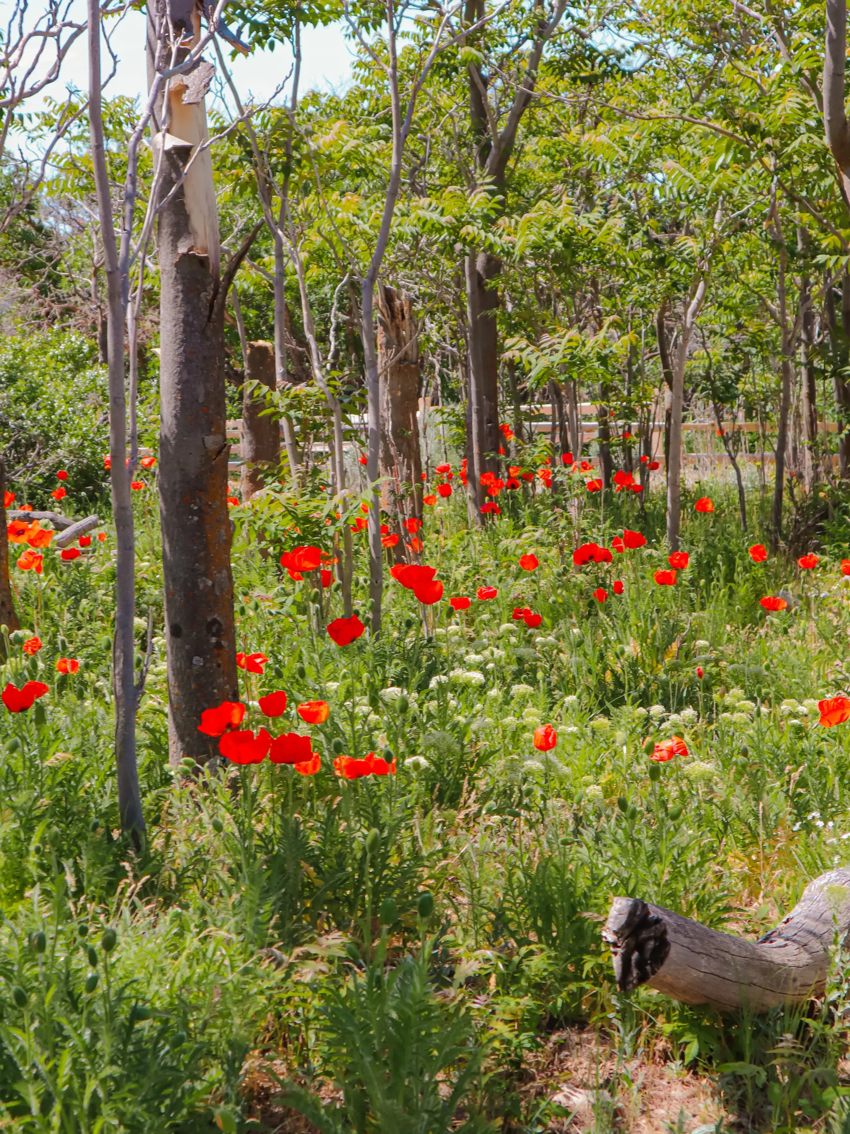 Bucket List Location: Lambert Poppy Garden | Gallery posted by ryansfairytale | Lemon8