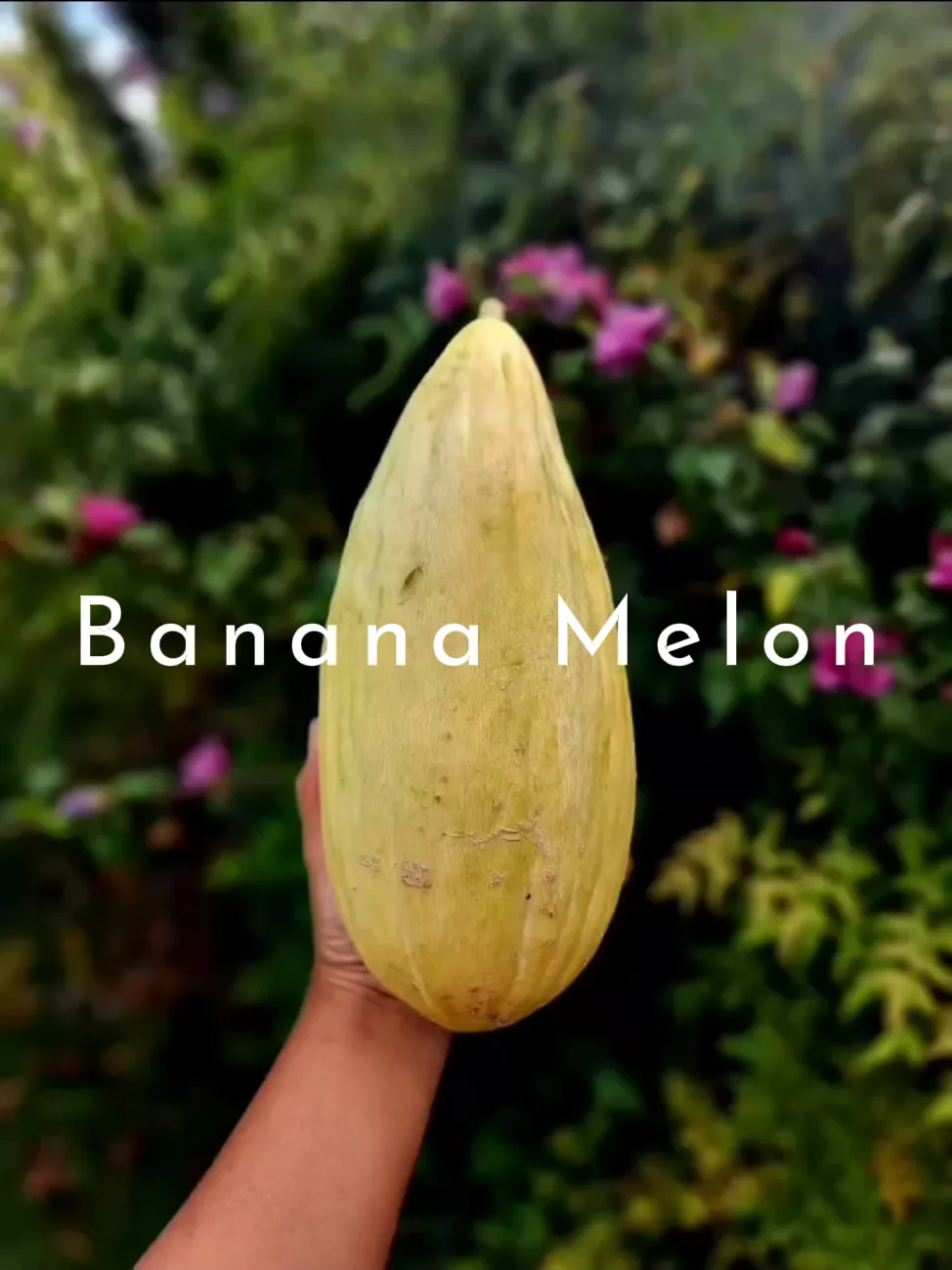Have you ever had a banana melon? | Video published by aikidoenchanted | Lemon8