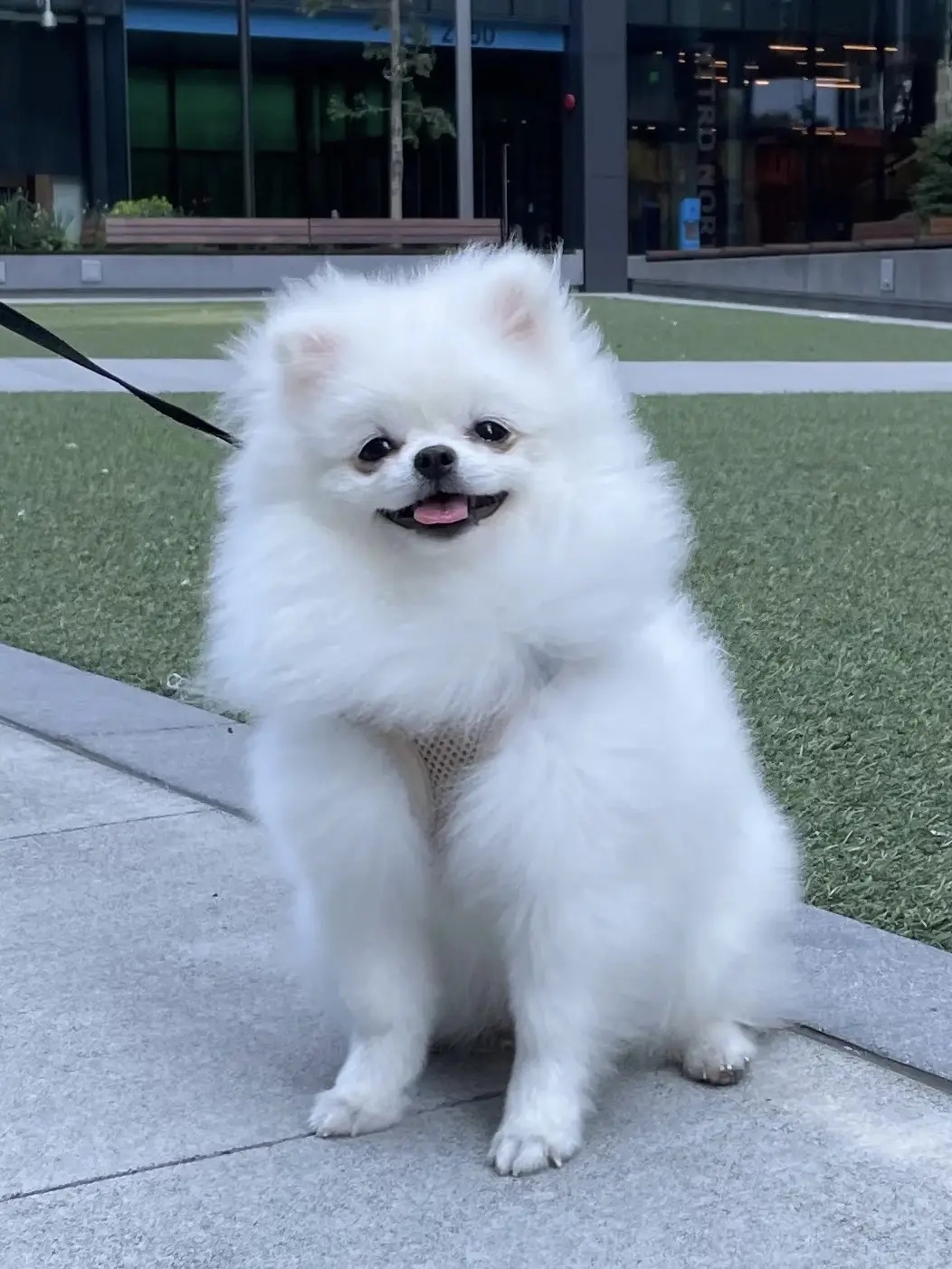 🐾 Meet Hotpot, the fluffy bundle of joy! 🐾 | Gallery posted by Hotpot_PomPom | Lemon8