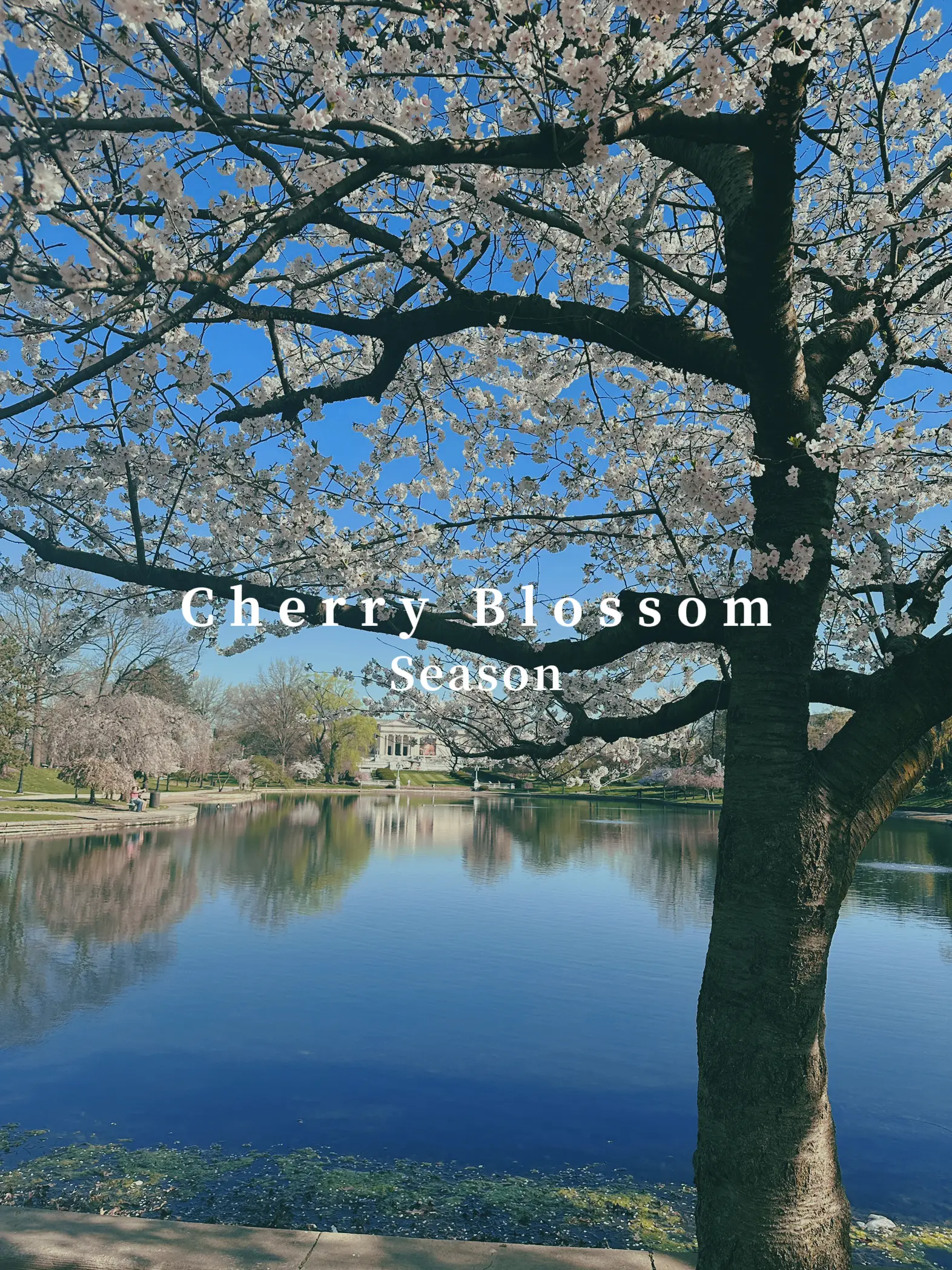 The Cherry Blossoms are in Full Bloom! | Gallery posted by TCBL | Lemon8