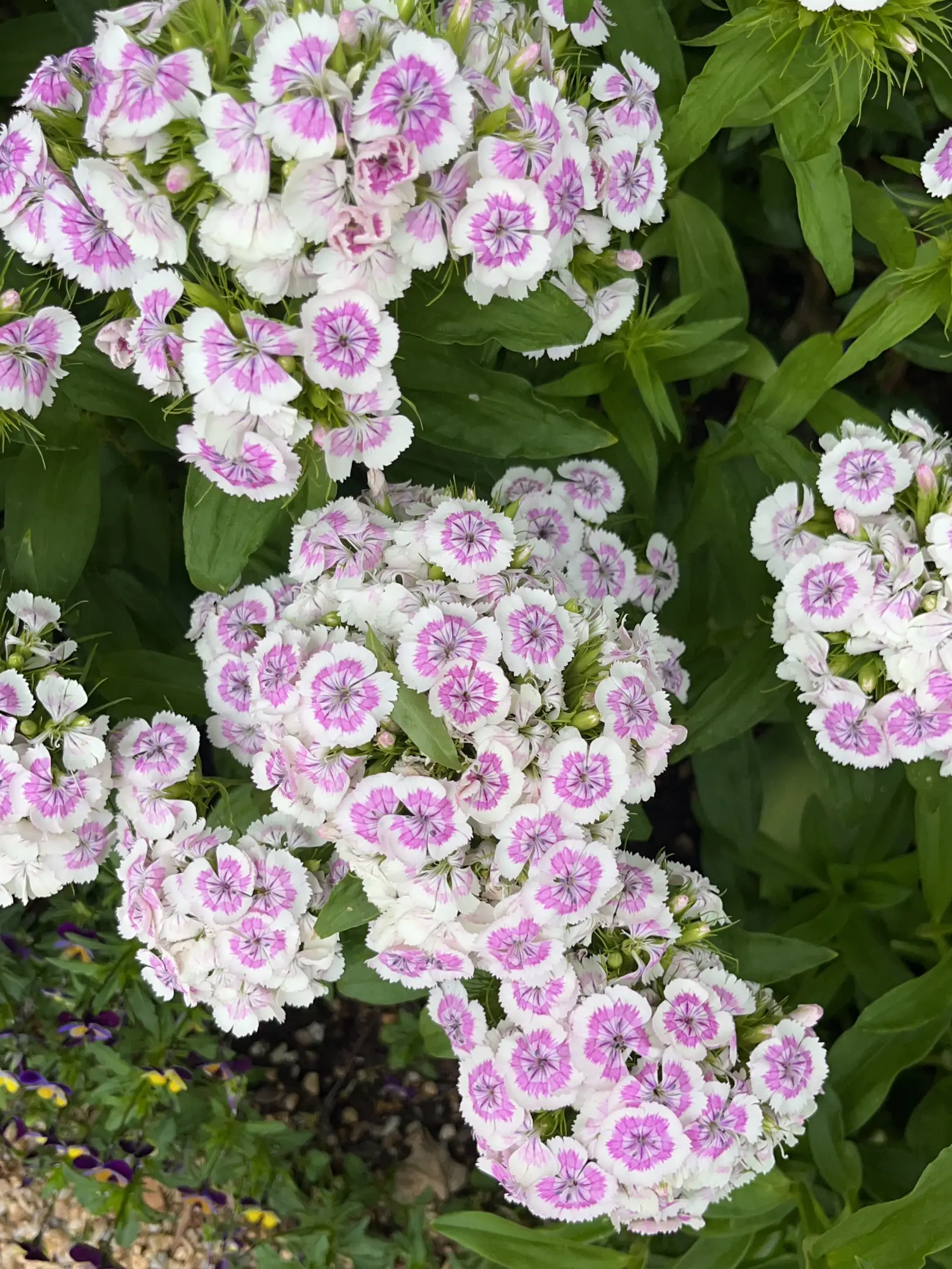 Just some pretty flowers :) 🌸 | Gallery posted by MARlNA | Lemon8