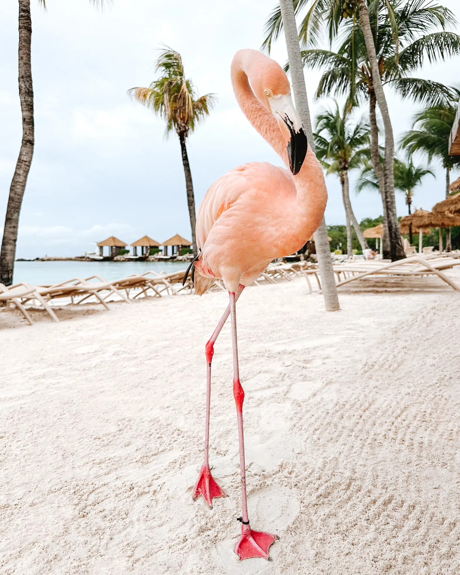 why flamingos never seem to take bad photos? 🦩 | Gallery posted by ...