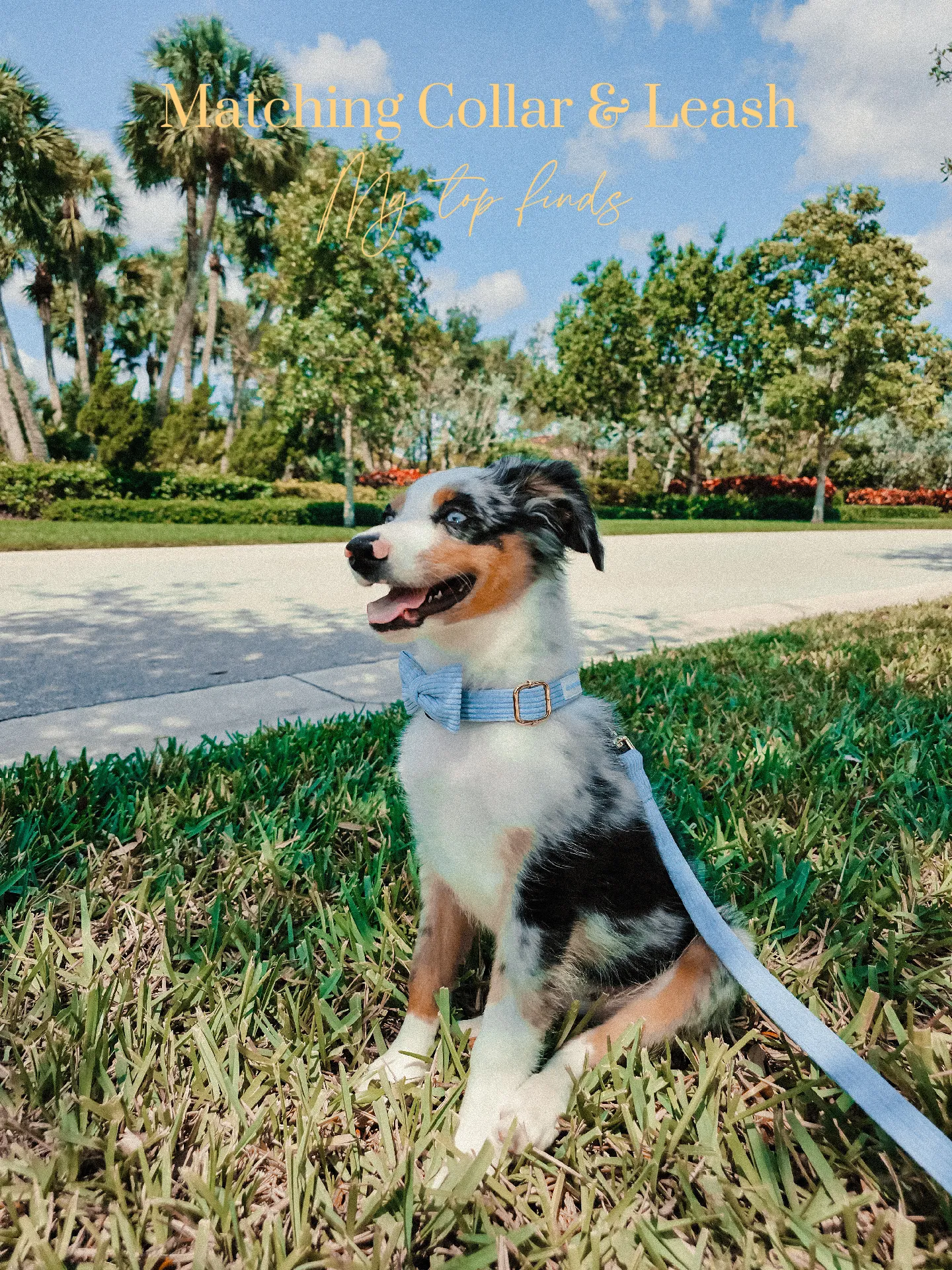 Matching Collar & Leash | แกลเลอรีที่โพสต์โดย Jasper | Lemon8