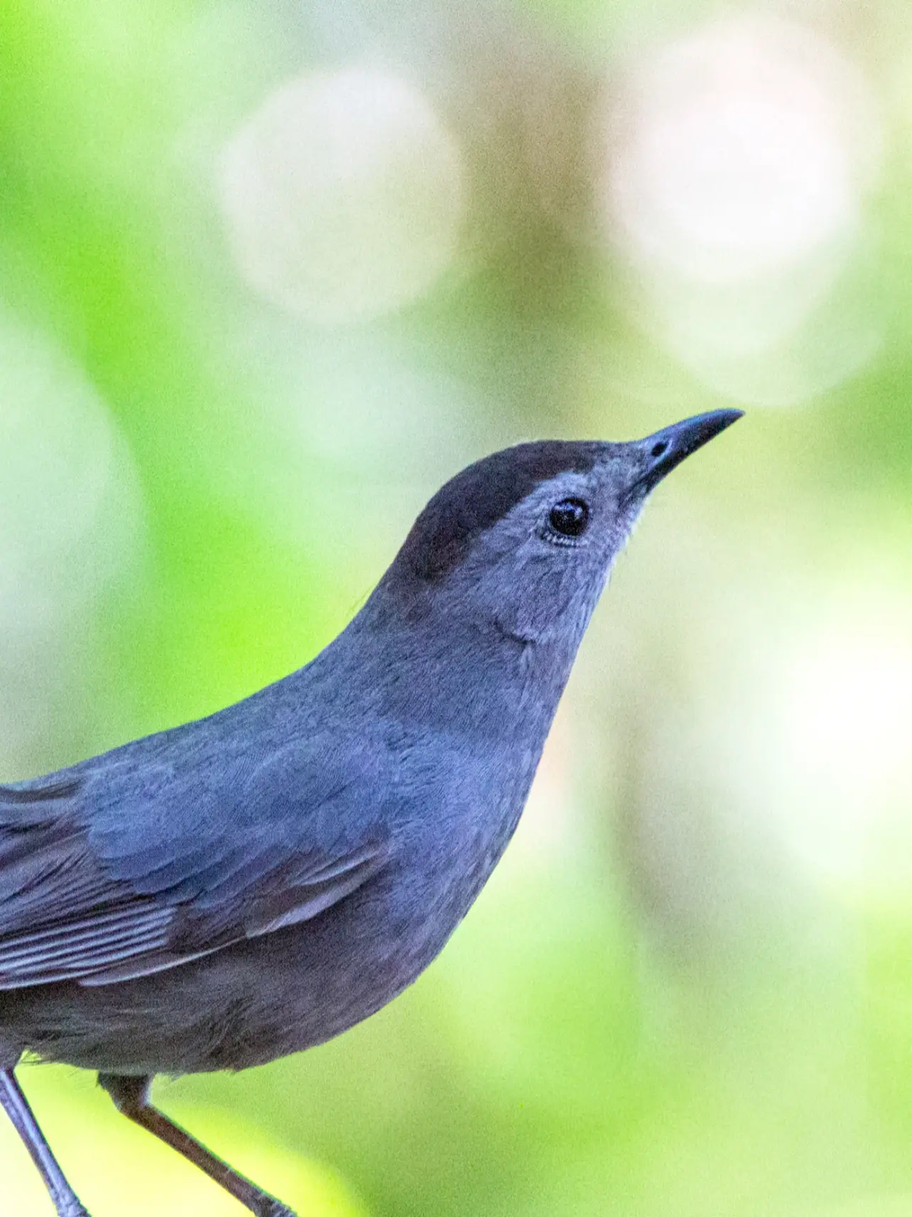 Grape Jelly for this Cat Birds breakfast | Video published by Rockriverstitch | Lemon8