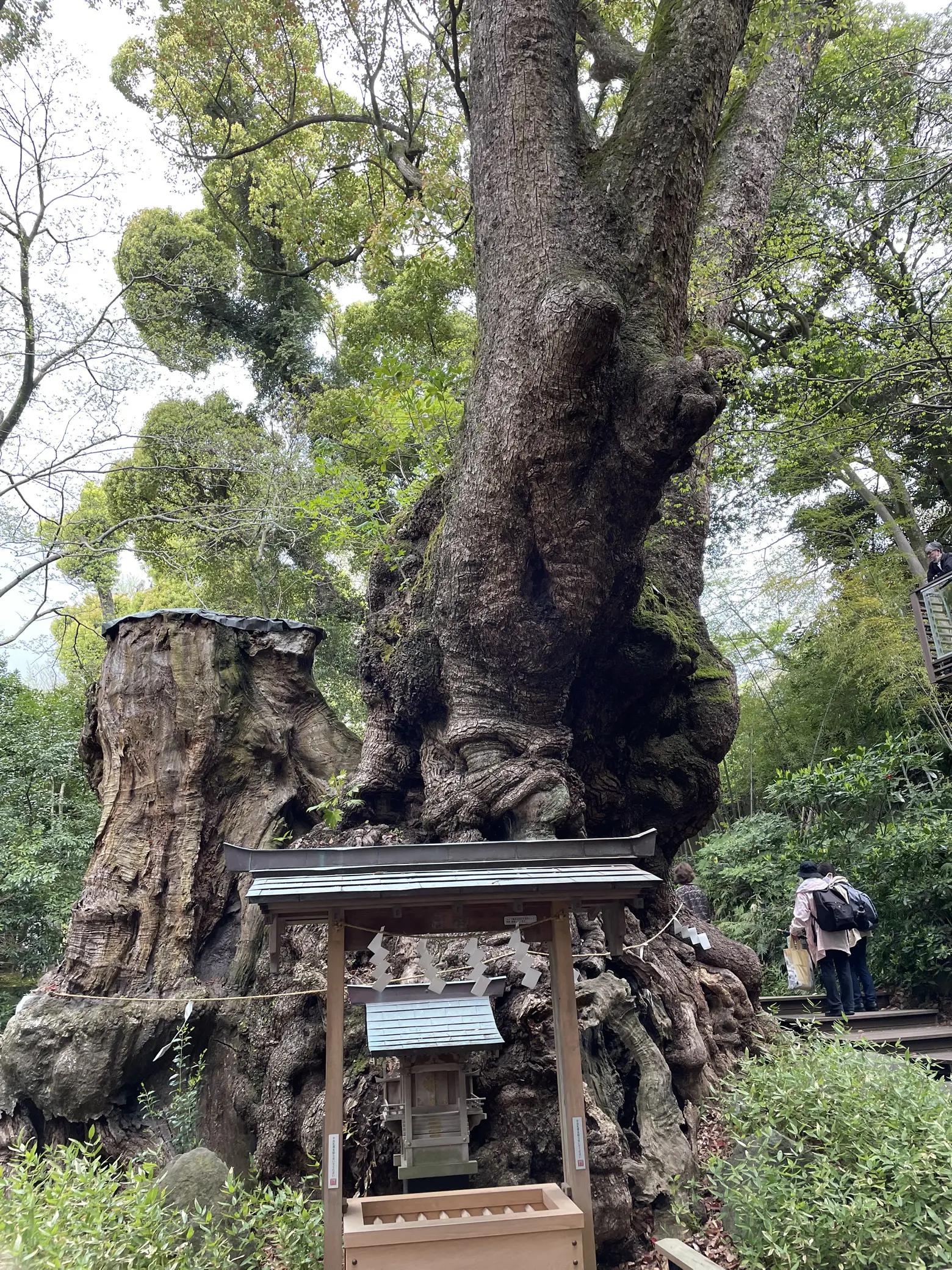 ไม้ใหญ่ | แกลเลอรีที่โพสต์โดย naru ran | Lemon8