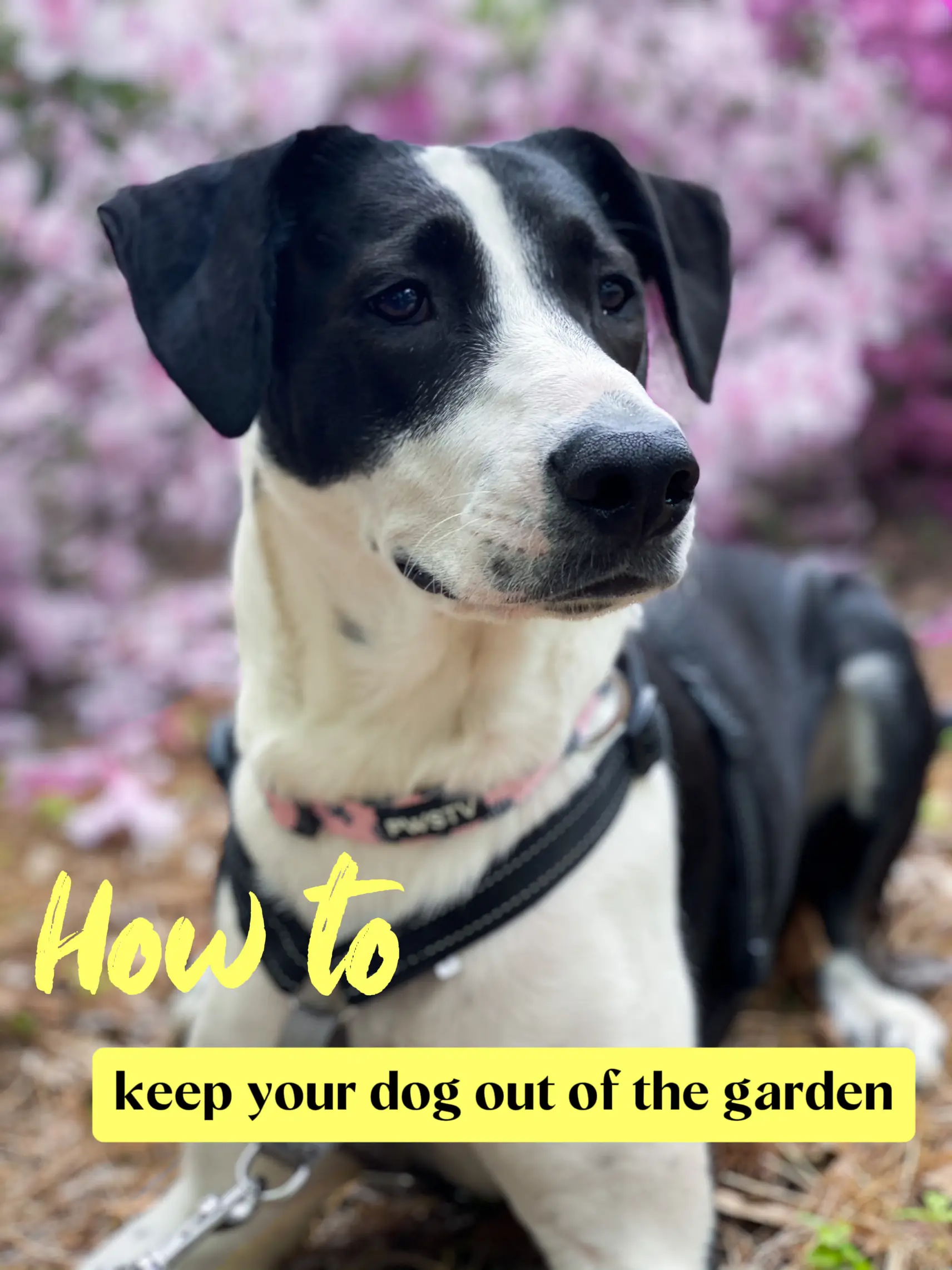 Ways To Keep Your Dog Out Of The Garden 🌷 | Gallery posted by Mik • Bro • Lu | Lemon8
