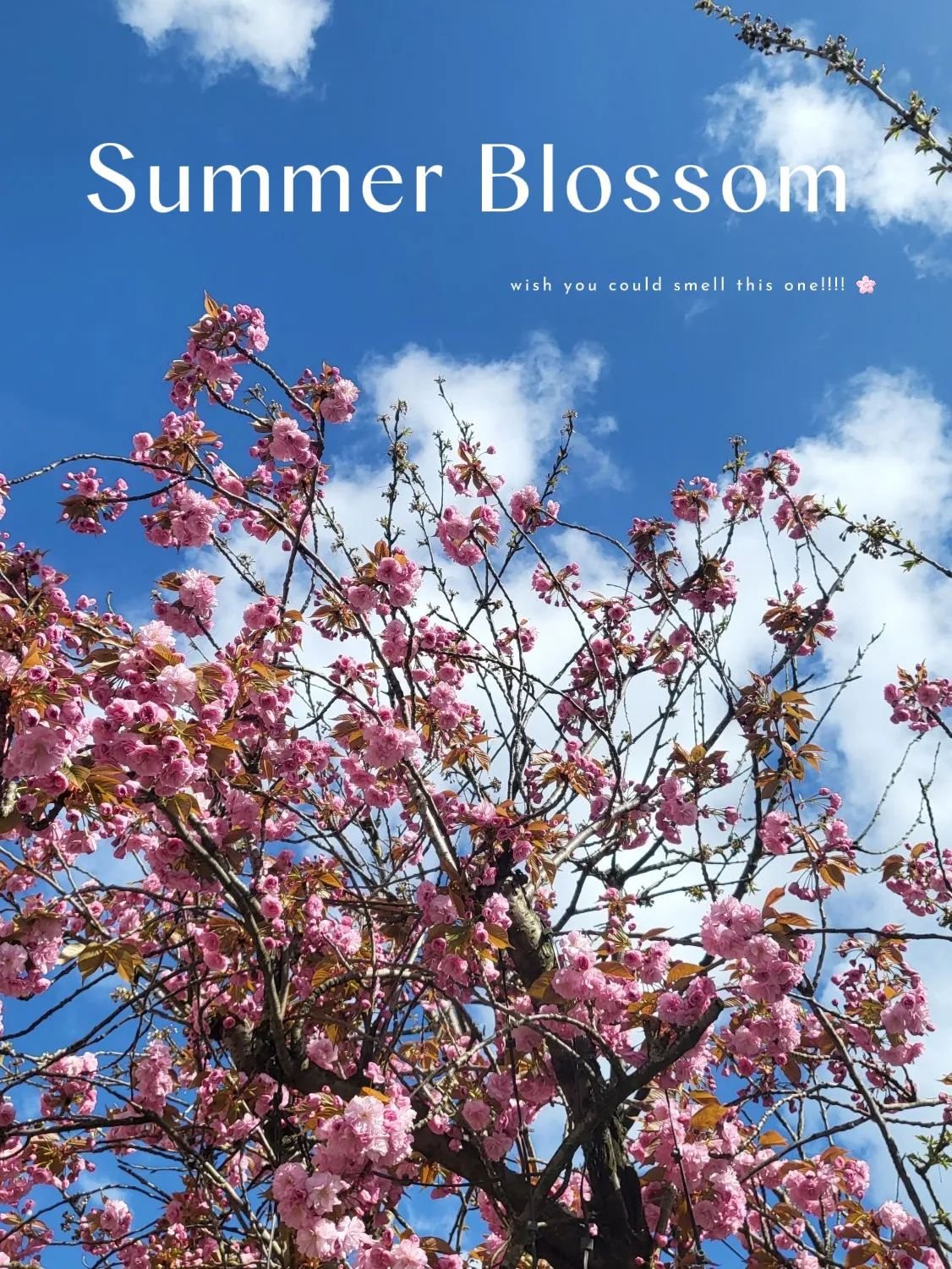 Summer Blossom | Gallery posted by Munish Arora | Lemon8