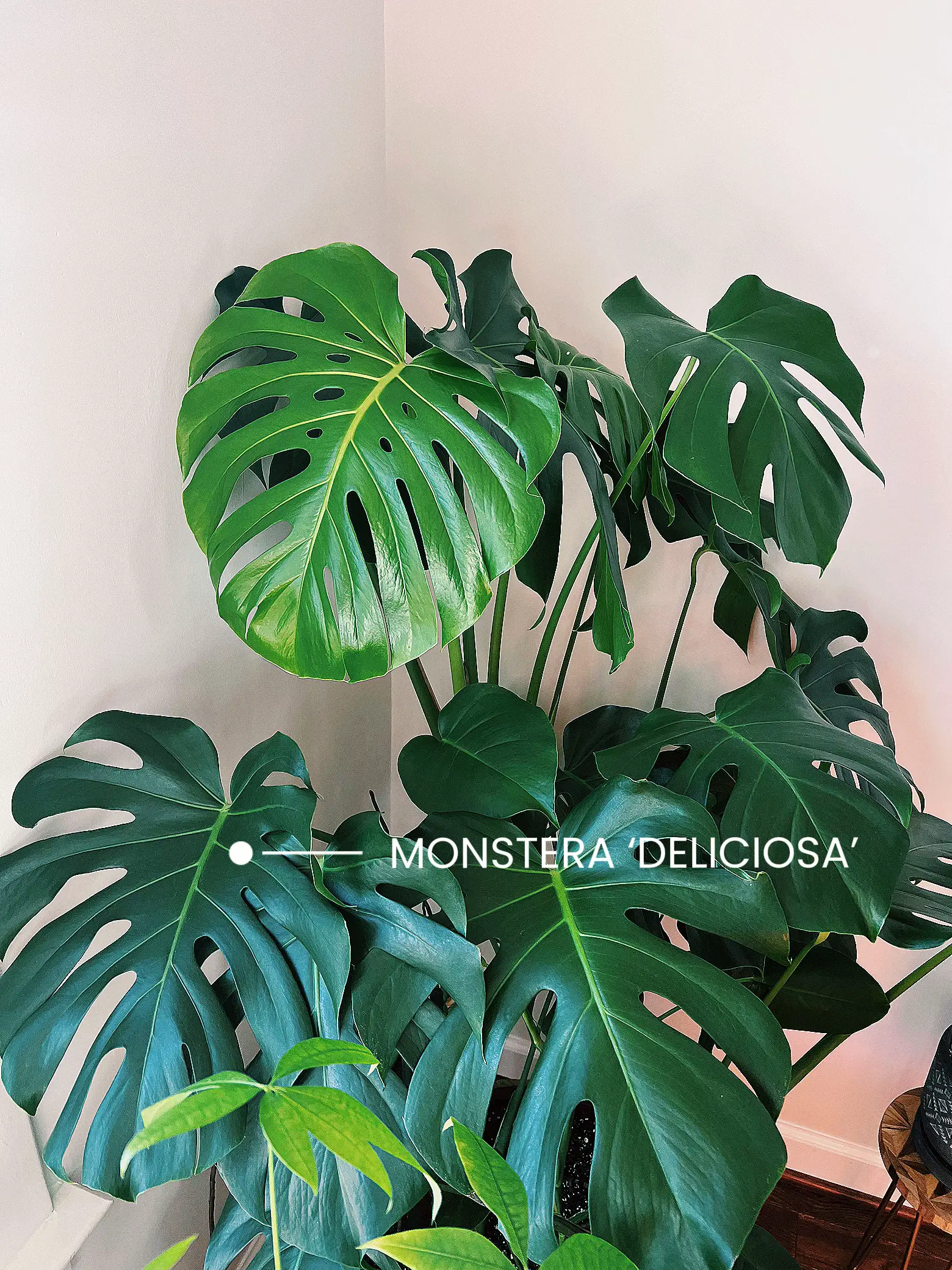 Monstera bby🪴 | Gallery posted by Haley🫧 | Lemon8