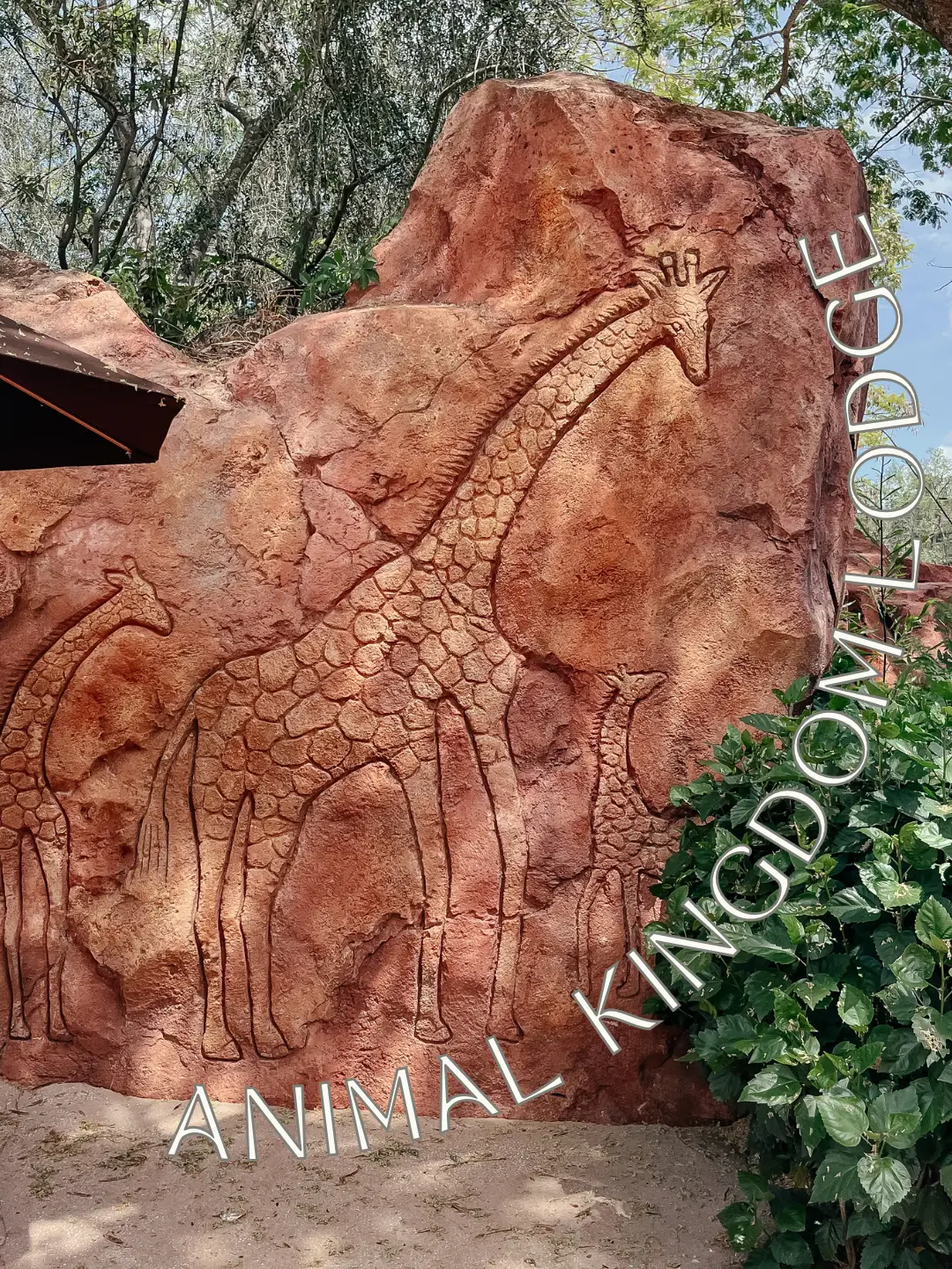animal kingdom lodge | Gallery posted by Ali Dobbs | Lemon8