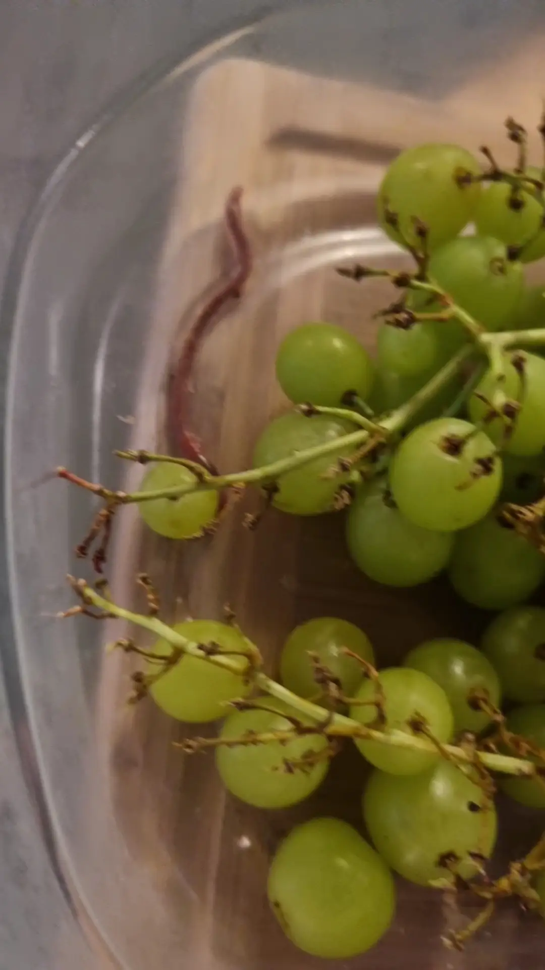 worm in my grapes ? | Video published by cinderginger | Lemon8