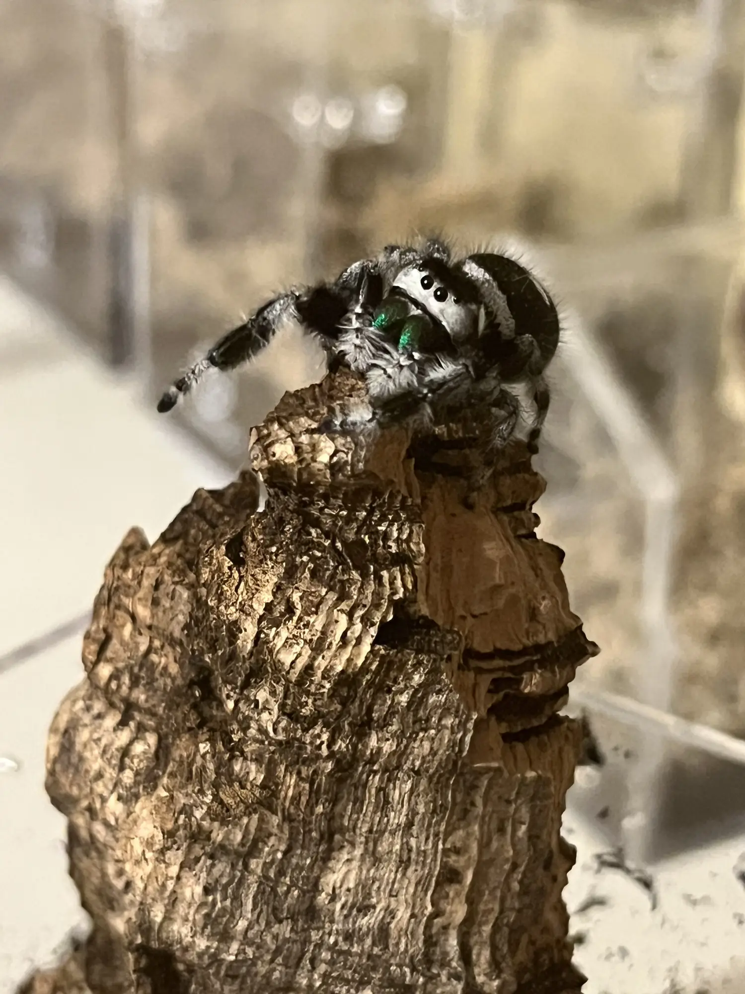 Oreo the jumping spider 🤍🕸️ | Gallery posted by Codie Renee T. | Lemon8