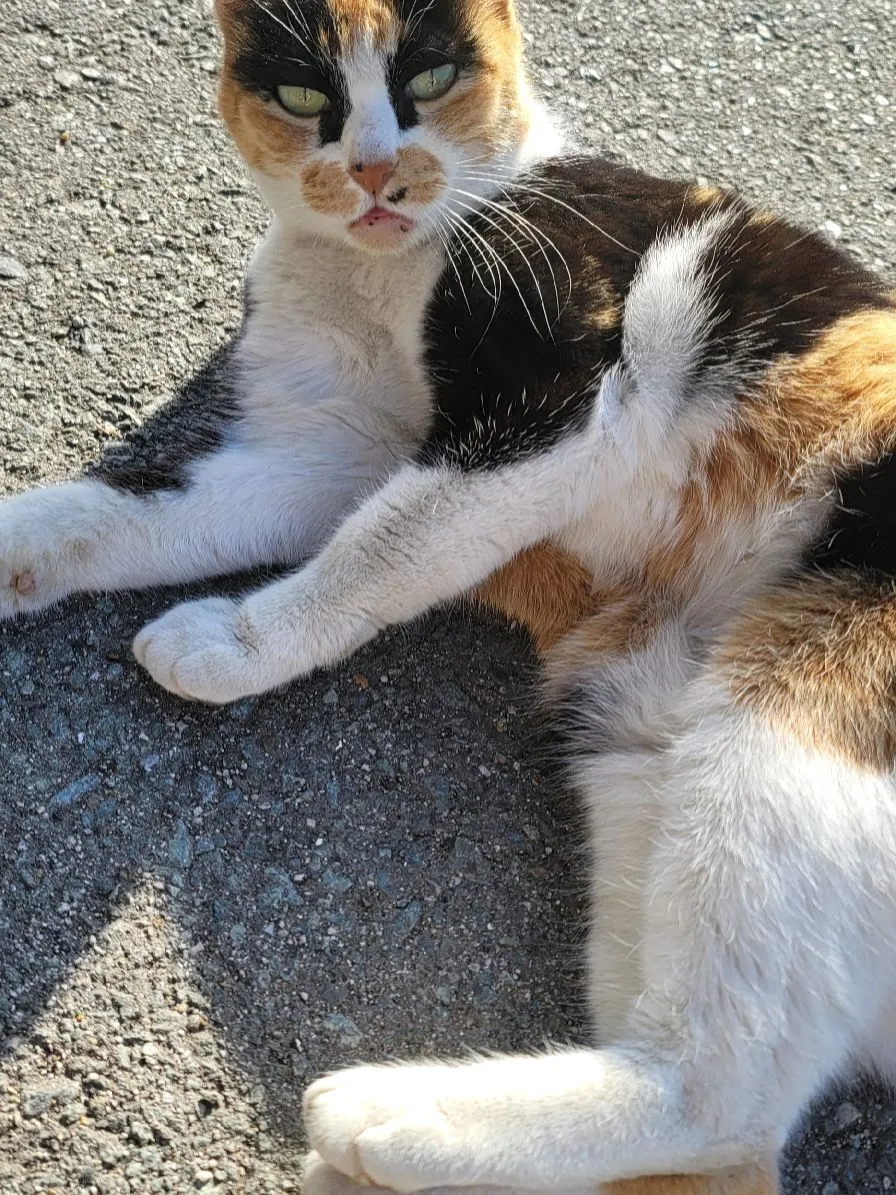 Today is also cute ((o (｡ ･ ω ･ ｡) o)) MAYUGE💕 | Gallery posted by ...