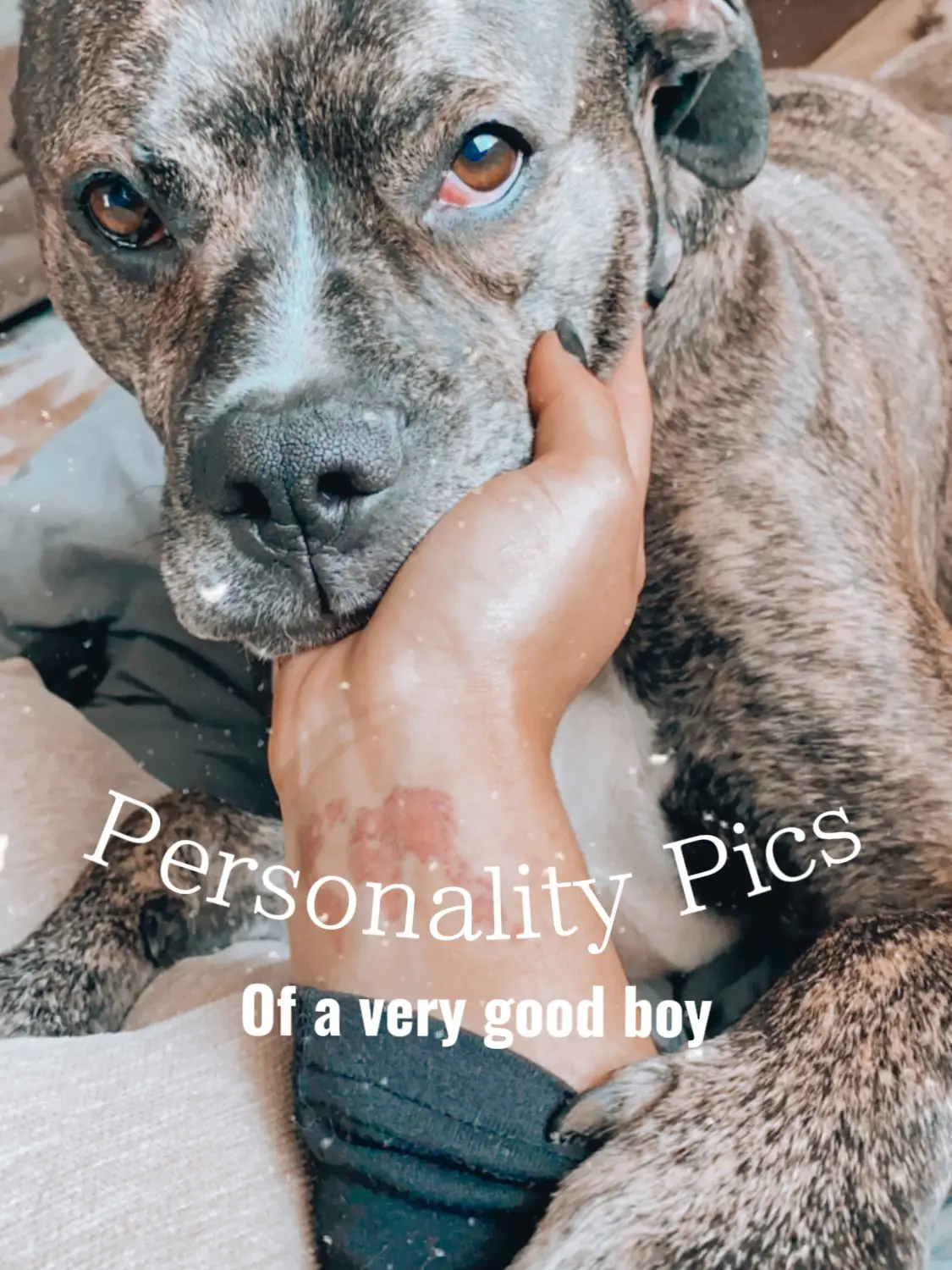 Archie, aka Mr. Pibbles, Pibble head, pibs. | แกลเลอรีที่โพสต์โดย ...