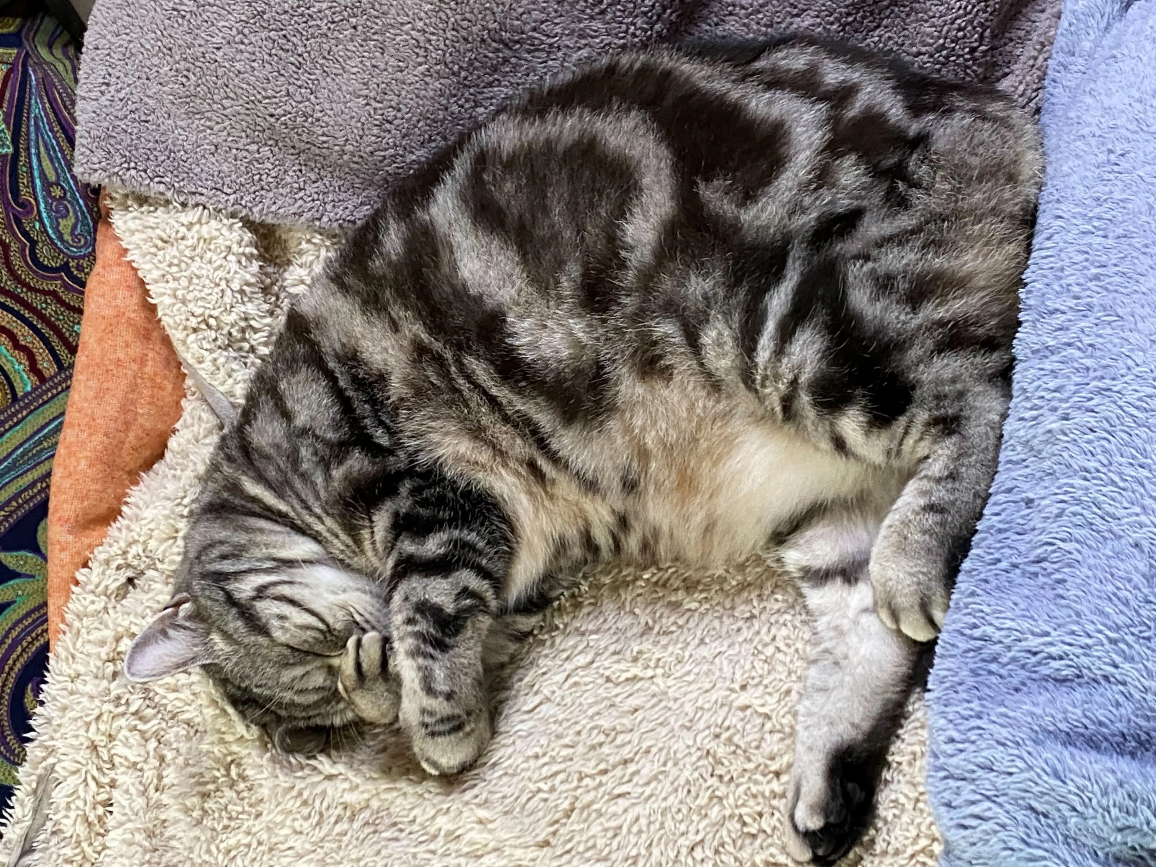 Sleep, sleep, sleep (laughs) Open 👁 eyes... Eating a plate of tulle ...