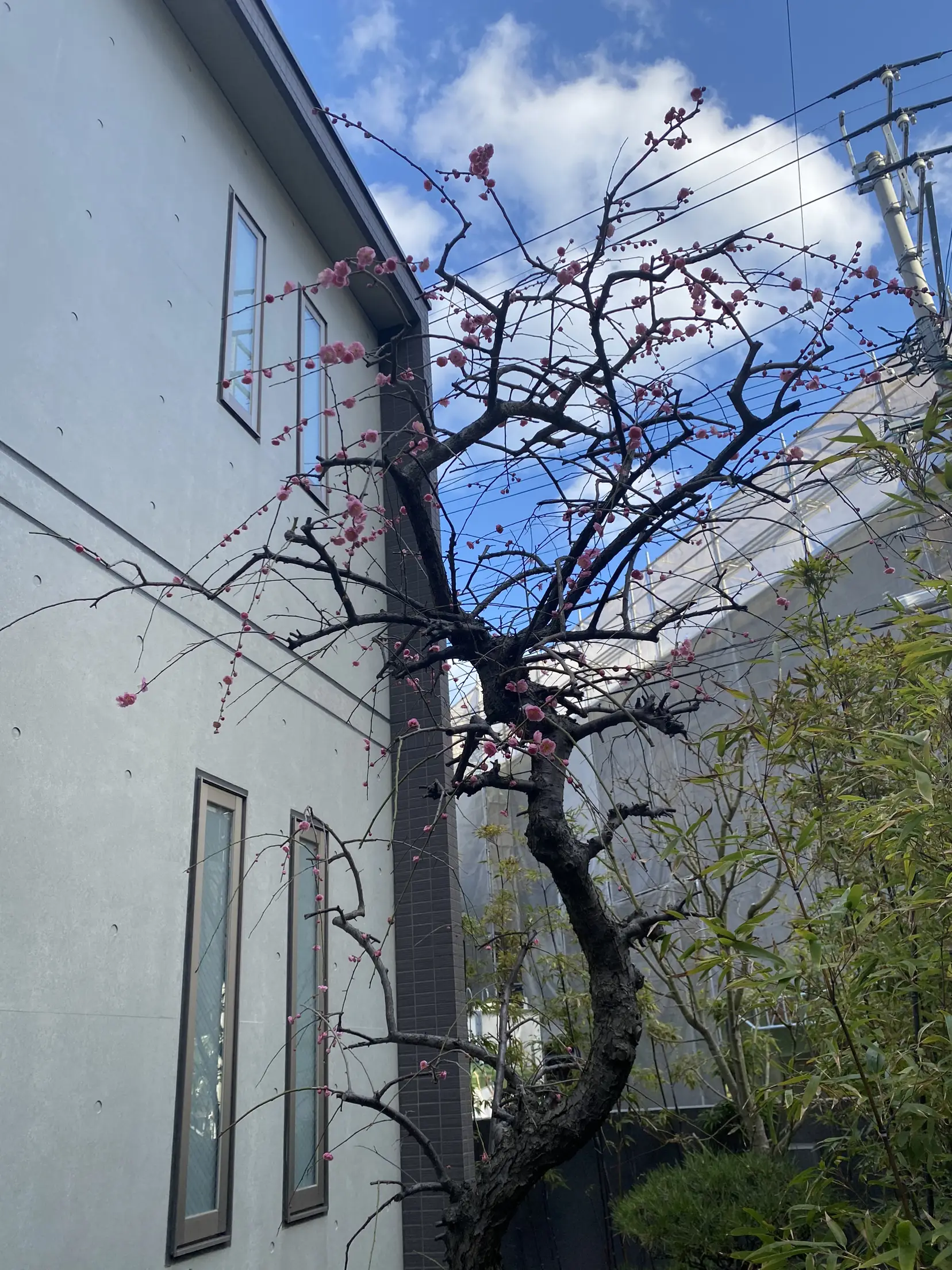 Spring flowers ♡ | Gallery posted by marun | Lemon8