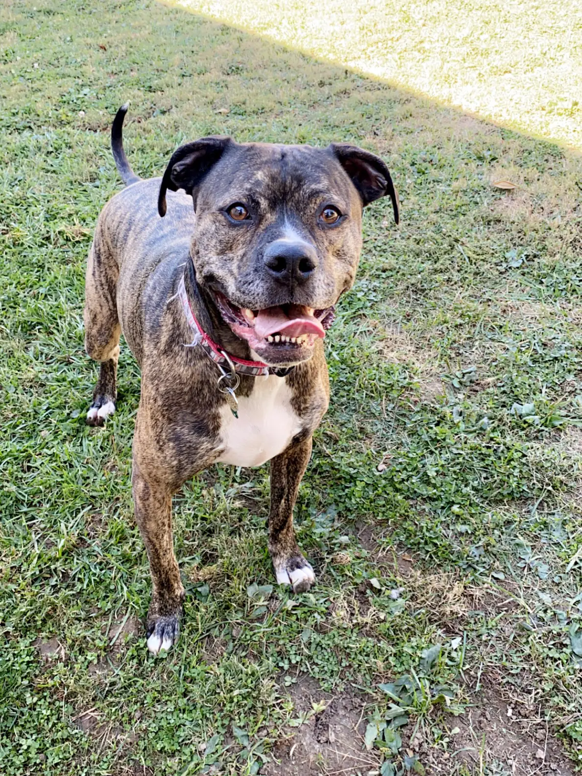 Archie, aka Mr. Pibbles, Pibble head, pibs. | แกลเลอรีที่โพสต์โดย ...