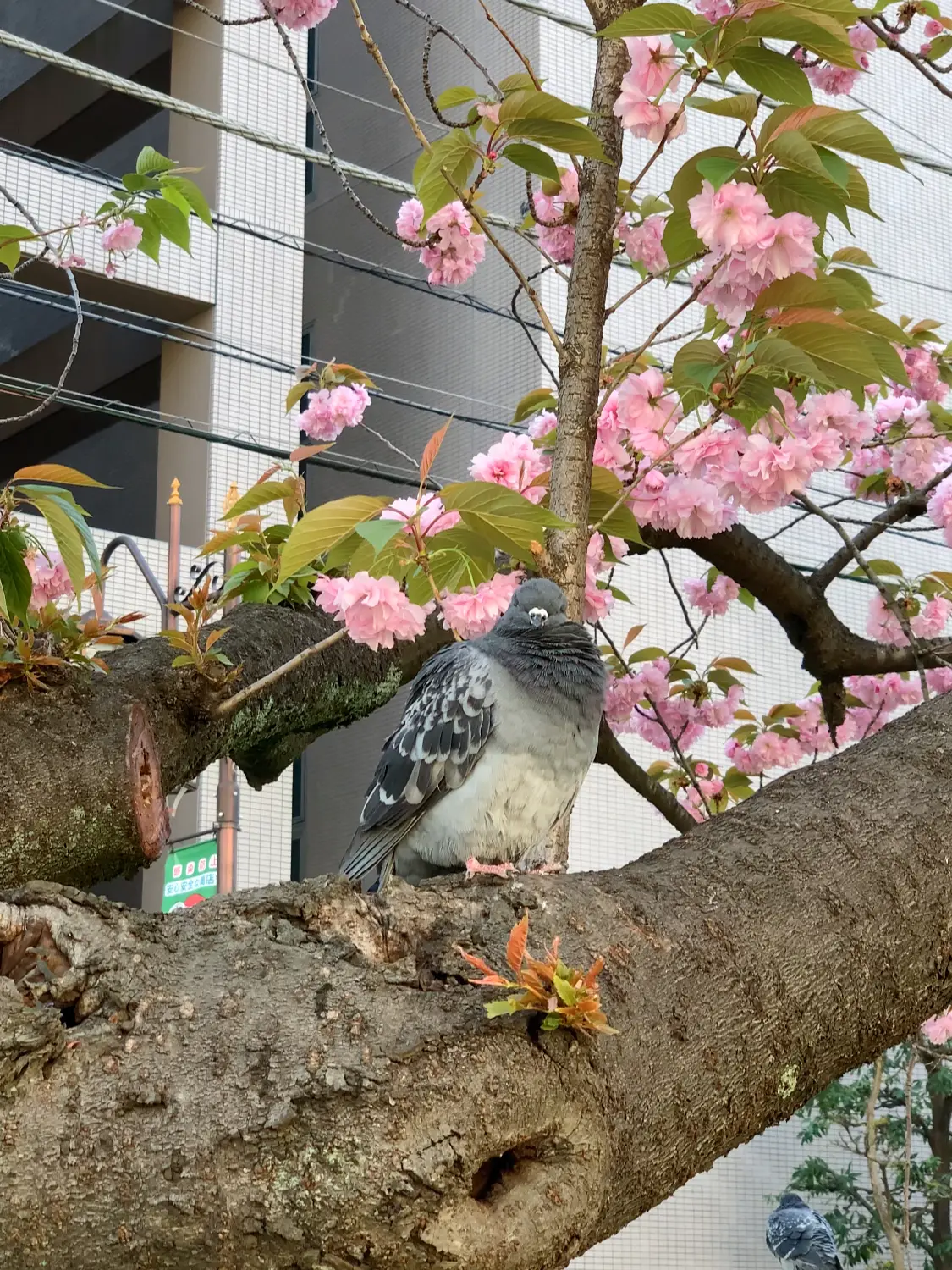 cute pigeon 🥰 | Robert Brammerが投稿したフォトブック | Lemon8