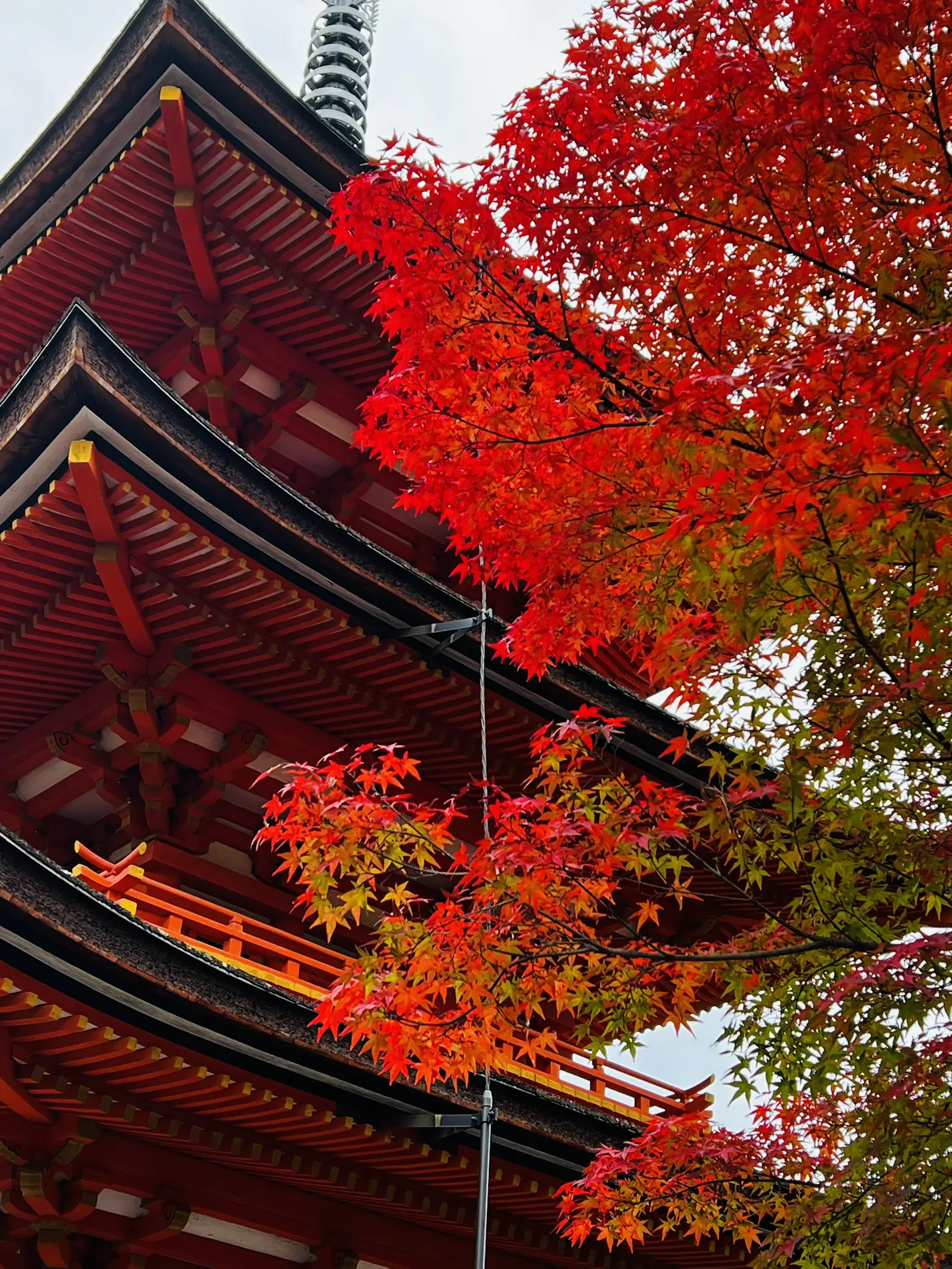 วัด Kiyomizu-dera ในฤดูใบไม้ร่วง🍁 | แกลเลอรีที่โพสต์โดย RICO | Lemon8