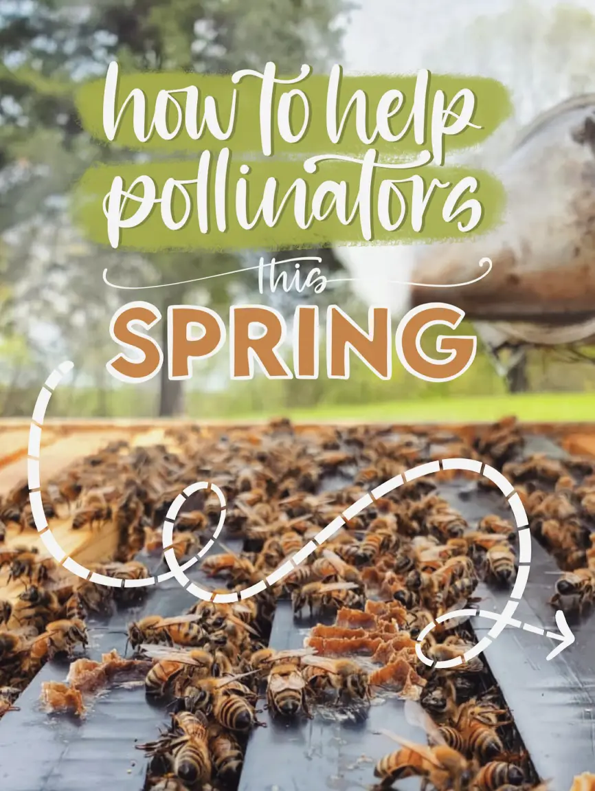 How to help pollinators this spring! 🐝 | Gallery posted by Joanna Busby ...