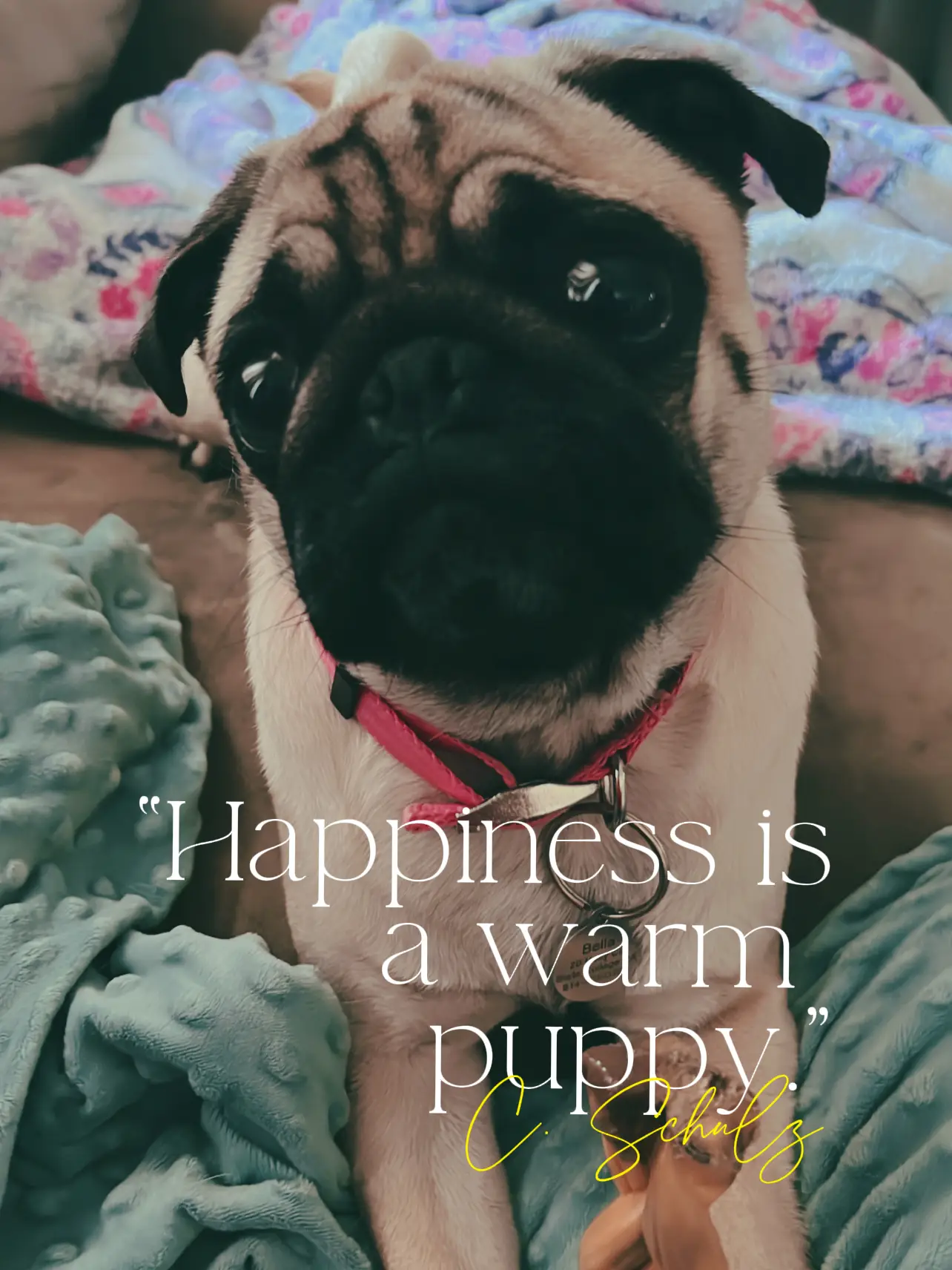 Lemon8, meet Bella 🍋 🩷 | Gallery posted by vivian 🫶🏼 | Lemon8