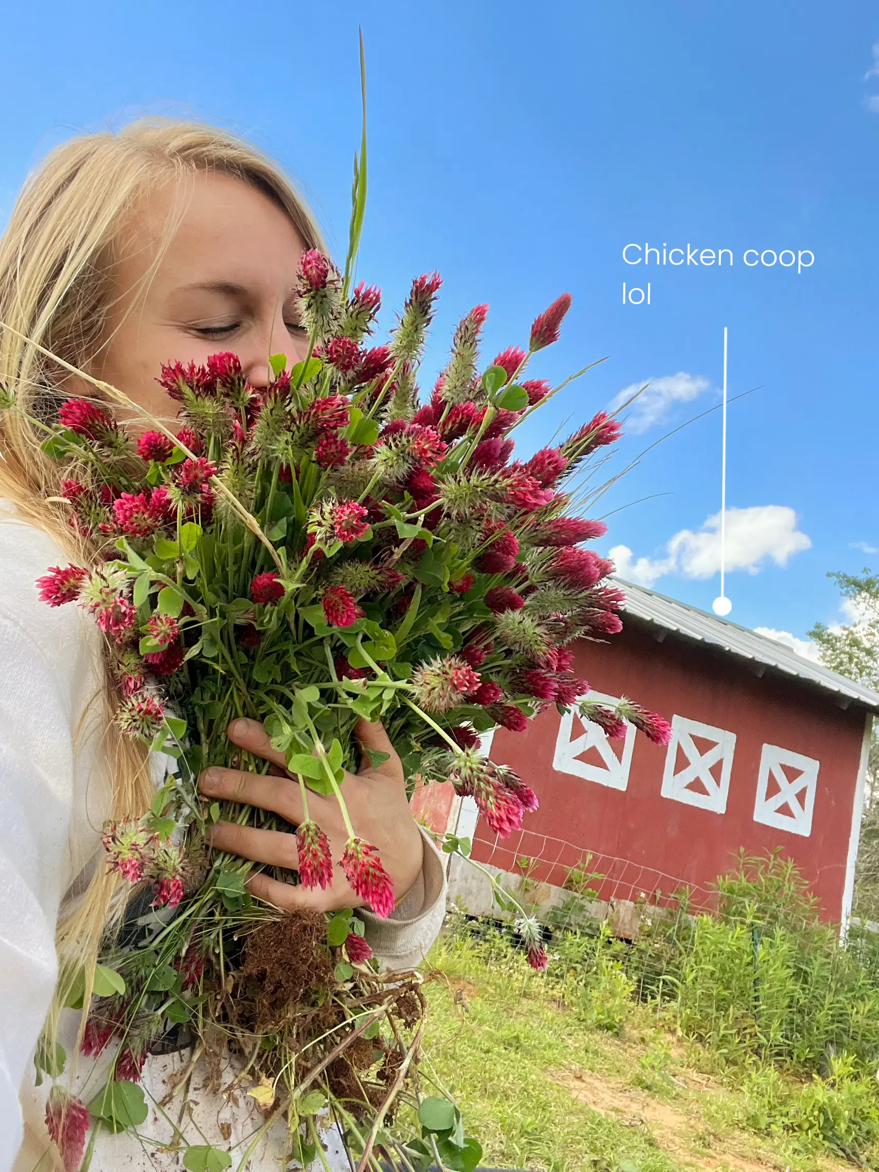 When the clovers bloom! | Gallery posted by Ourwintonhome | Lemon8