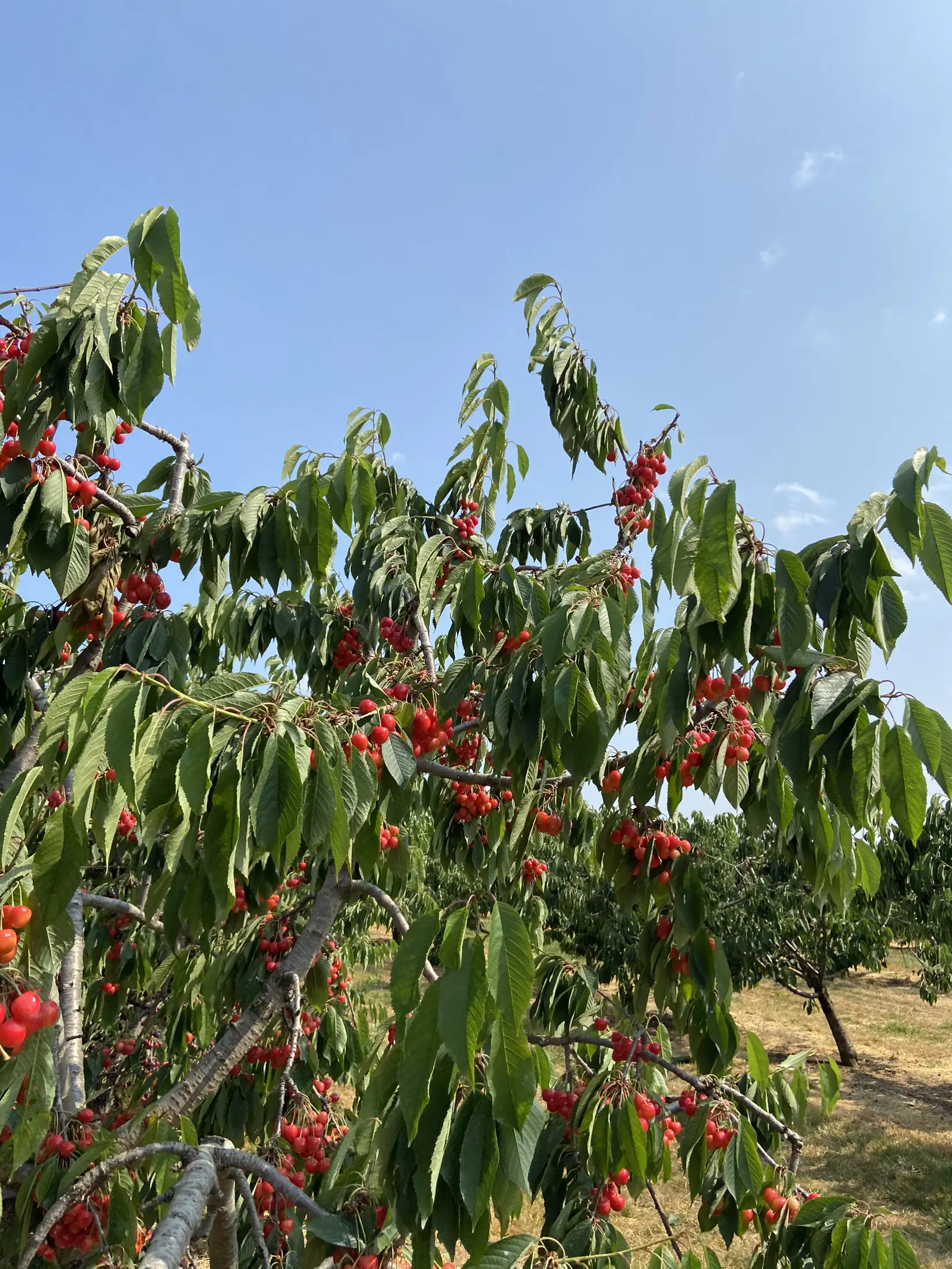 Let’s go cherry picking 🍒 | Gallery posted by Evoni Paige | Lemon8