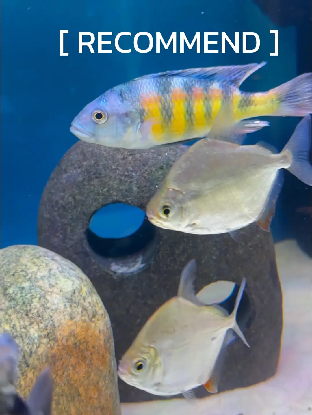 Calming Fish Tank🐢🐠 | Video published by Tommys_reptiles | Lemon8