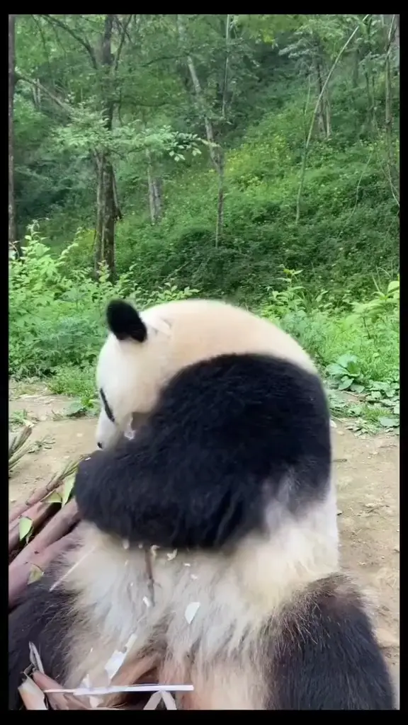 Panda 🐼 | Video published by Animal World 🍃 | Lemon8