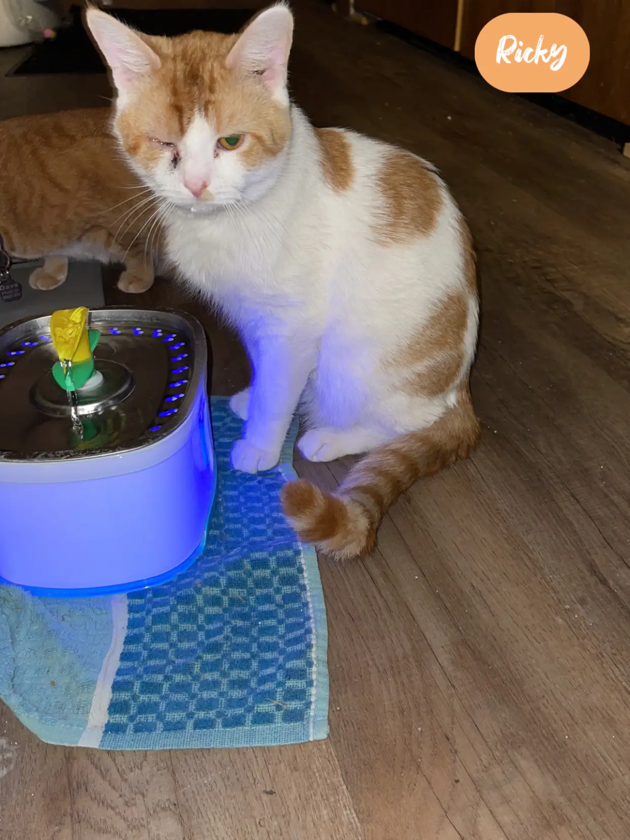 Small boi | Gallery posted by TheOrangeBois | Lemon8