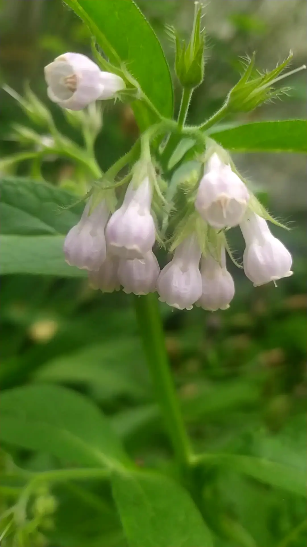 flower 🌺 spring | Video published by Spike | Lemon8