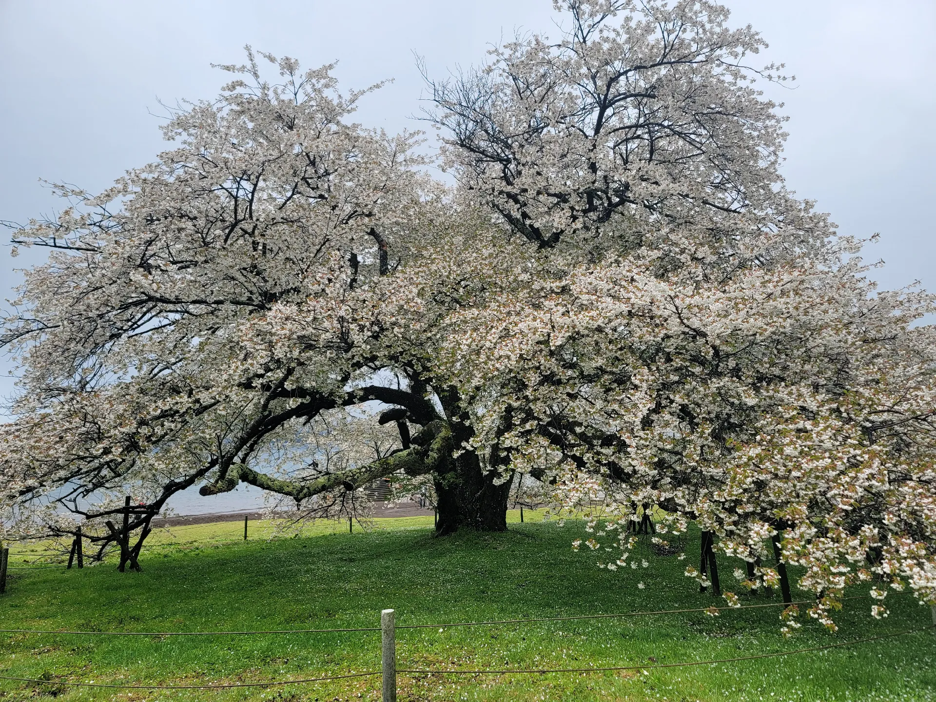 箱根園 湖畔の一本桜 | n. ayakaが投稿したフォトブック | Lemon8