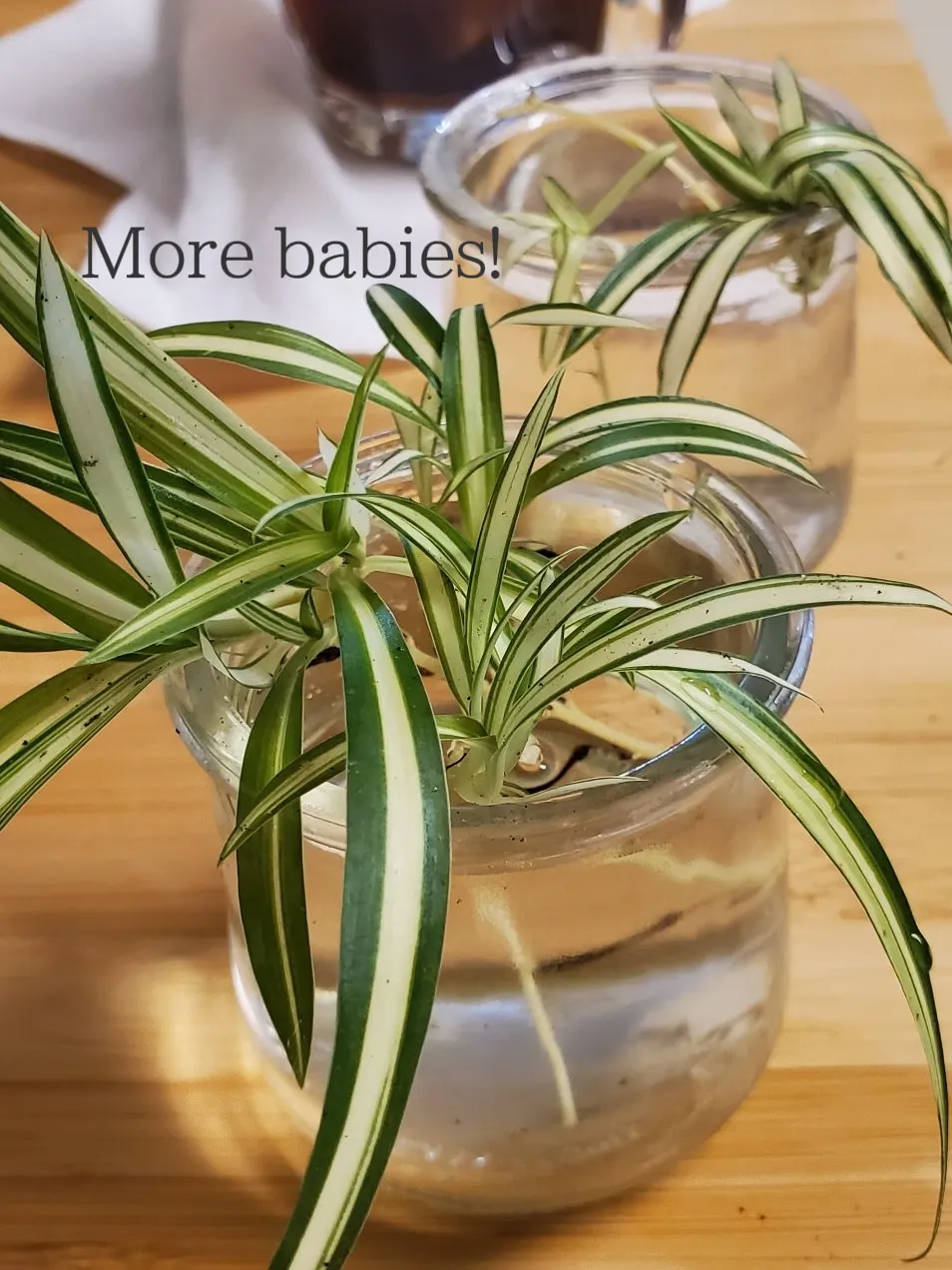 More babies! | Gallery posted by Tyrocharm | Lemon8