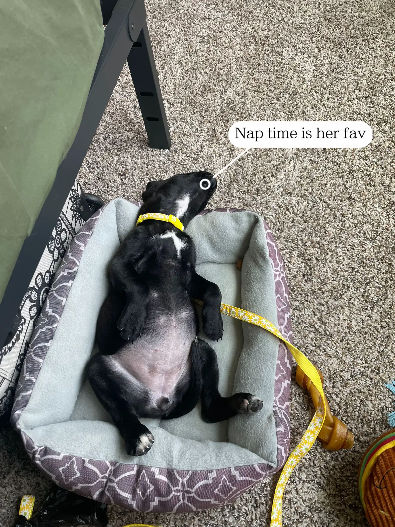 Meet Sunday🐾 | แกลเลอรีที่โพสต์โดย Ashley | Lemon8