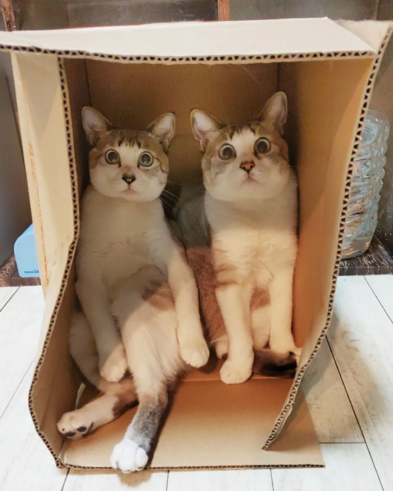 入ってます | pi-gu-mamが投稿したフォトブック | Lemon8